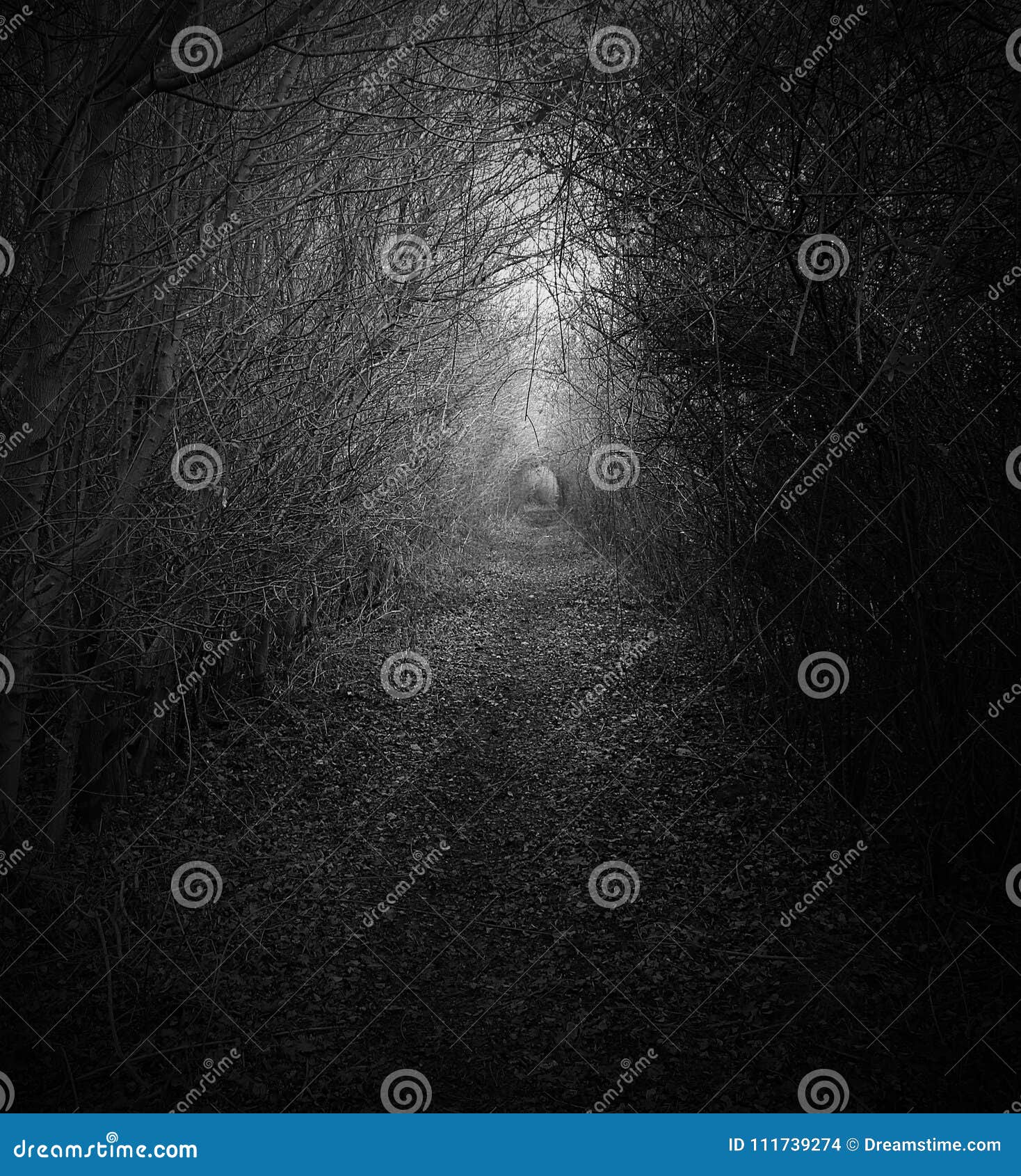 The dark path stock photo. Image of nature, scary, path - 111739274