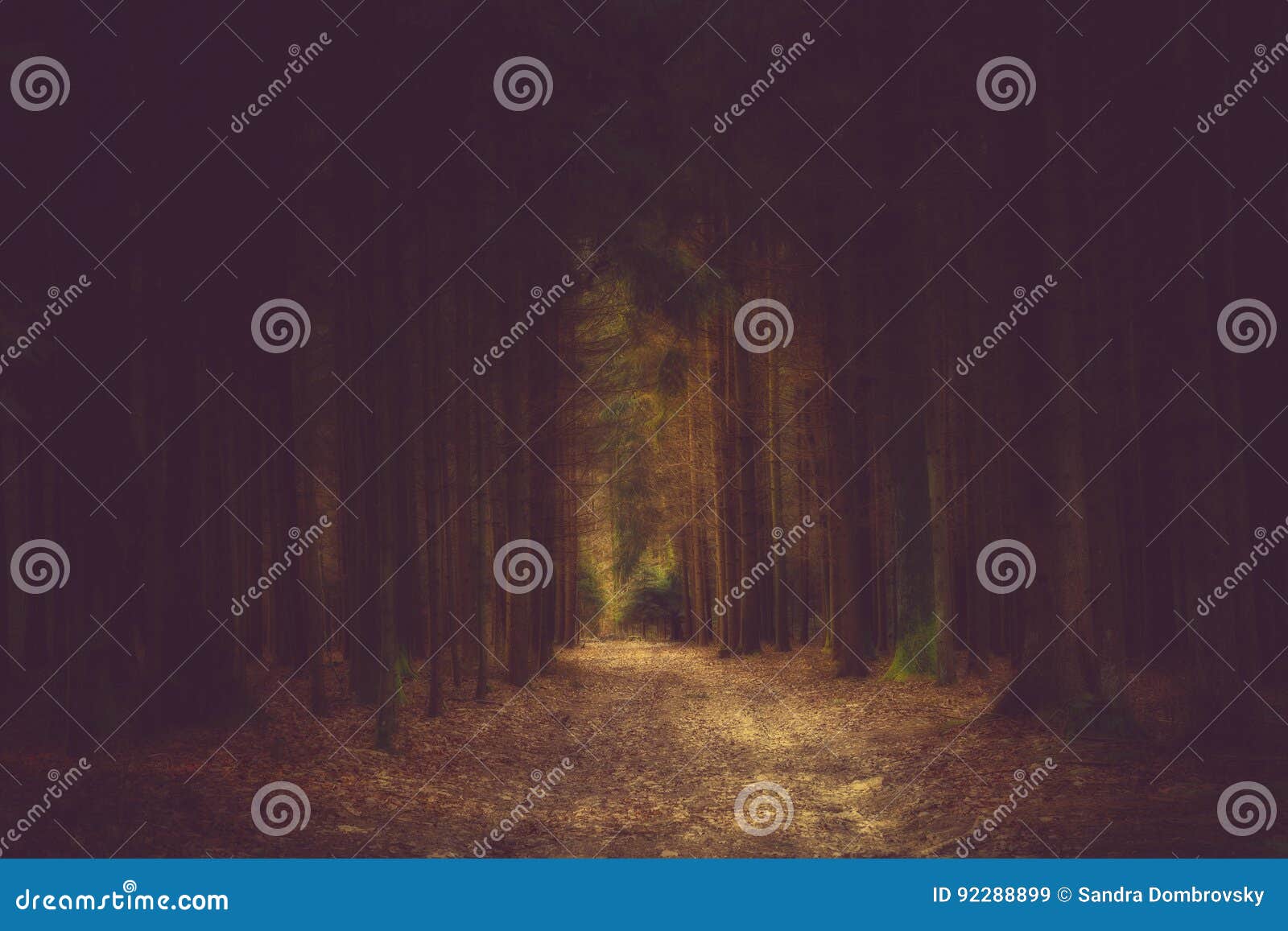 Dark path in the forrest stock image. Image of nature - 92288899