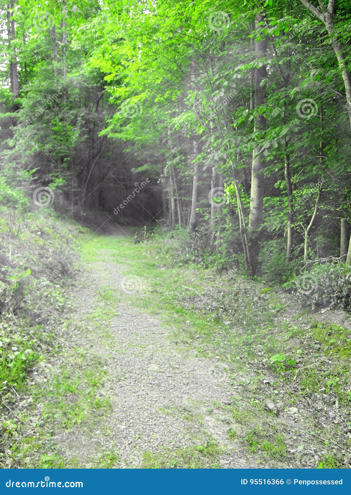 Dark Path stock photo. Image of forests, green, looking - 95516366