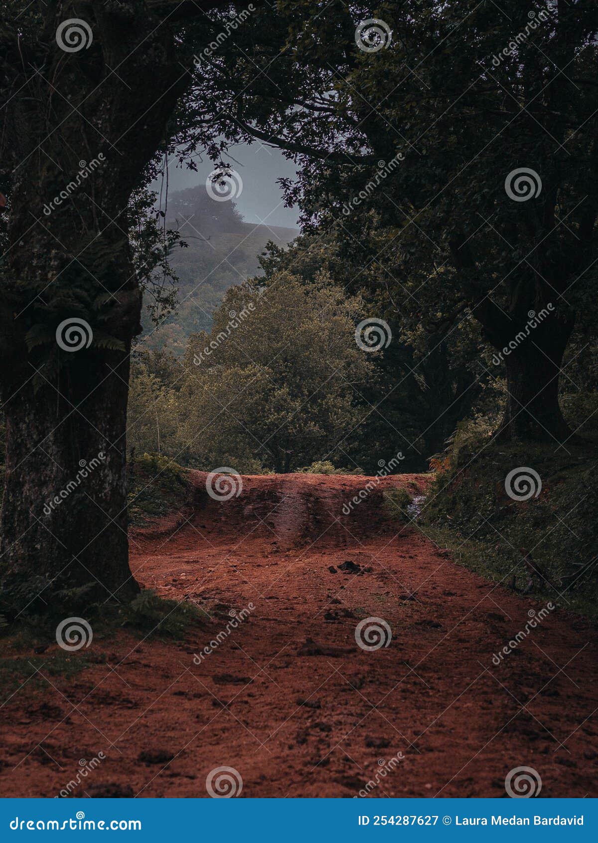Dark Pathway in the Basque Country Stock Image - Image of tree, dark ...