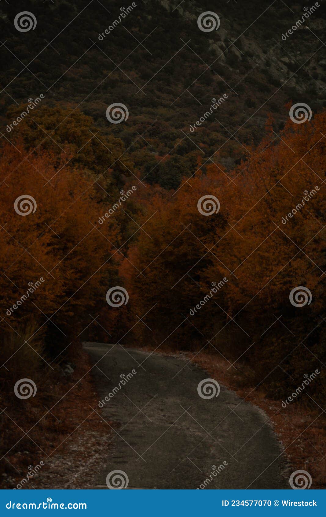 Dark Pathway into a Forest in Autumn Stock Photo - Image of road ...