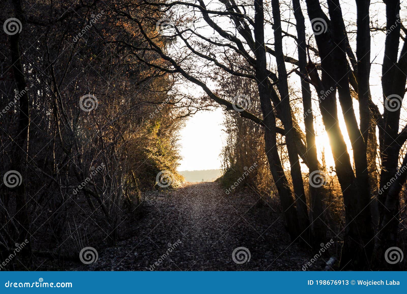 Dark Pathway into the Sun in Dark, Dangerous, Misterious Forest Stock ...