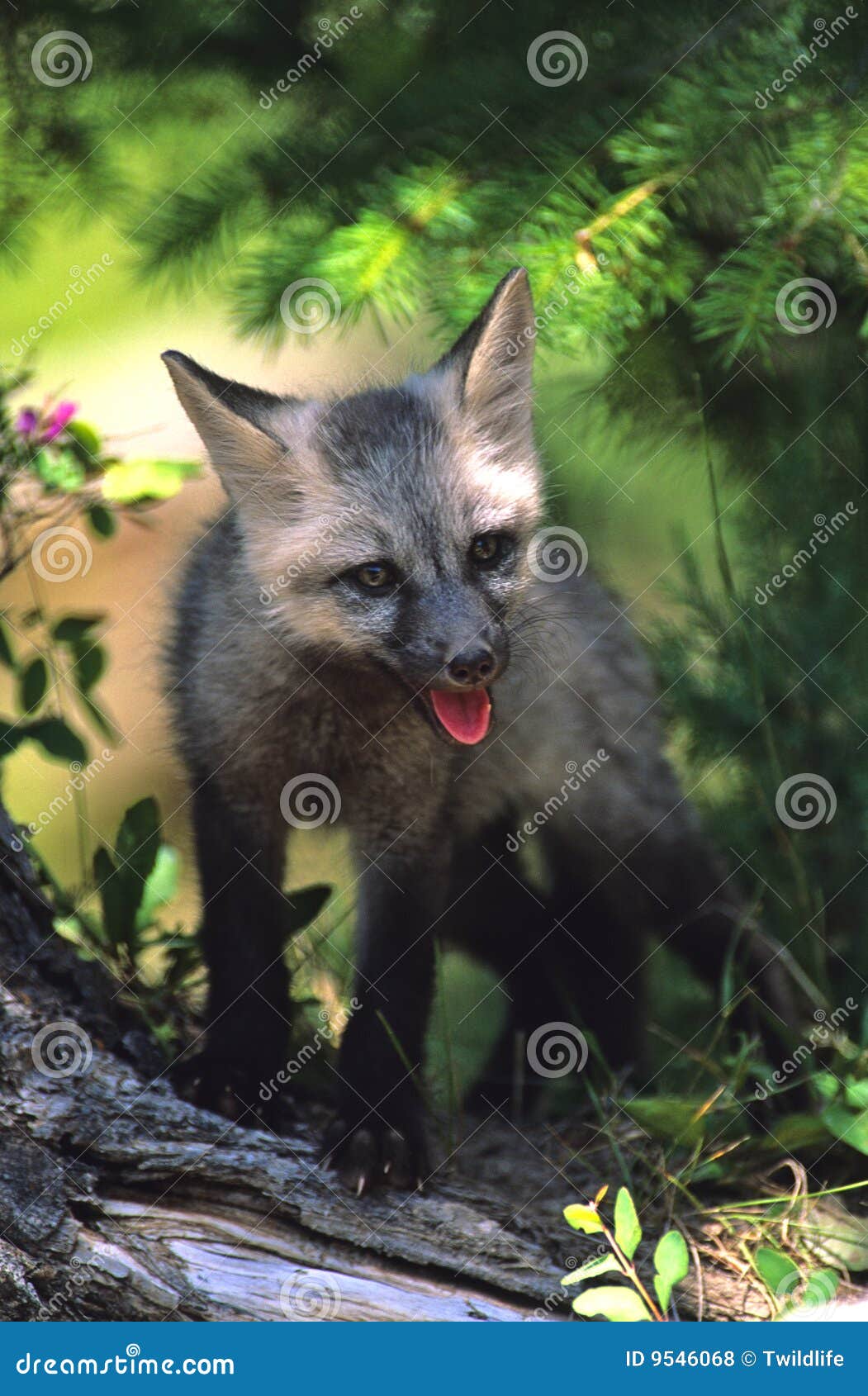 Dark Phase Red Fox Pup stock photo. Image of outdoors - 9546068