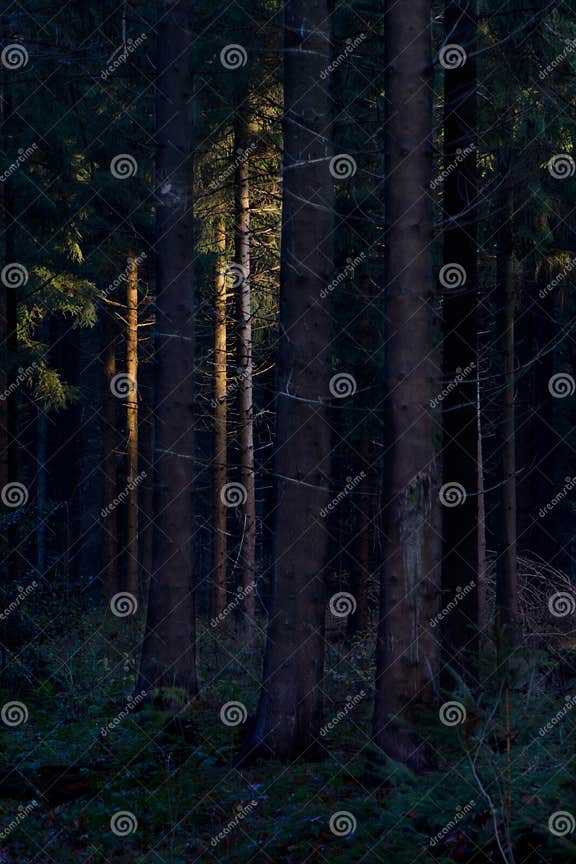 Light in dark forest stock image. Image of contrast - 164681529