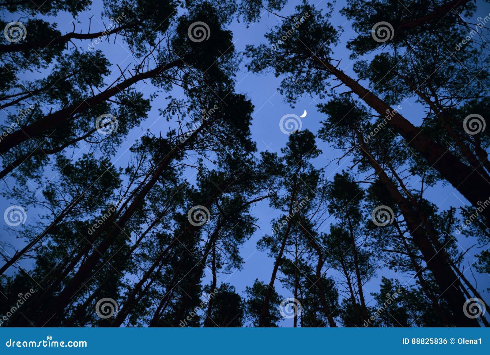 Dark pine forest stock photo. Image of nature, tree, pinery - 88825836