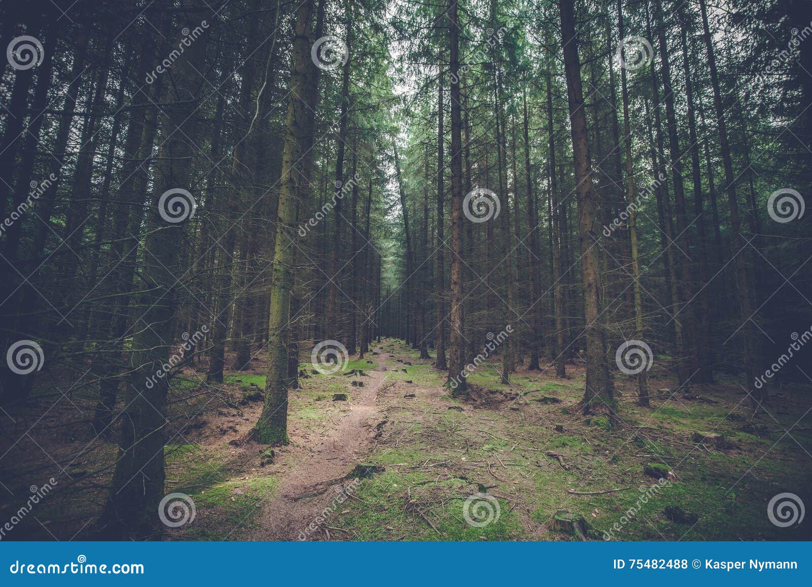 Dark Pine Forest with Tall Trees Stock Photo - Image of hiking ...