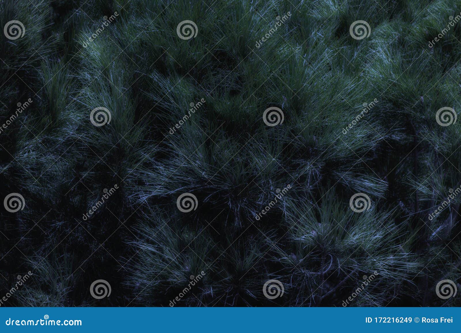 Dark Pine Tree Branches Pinus Stock Image - Image of abstract ...