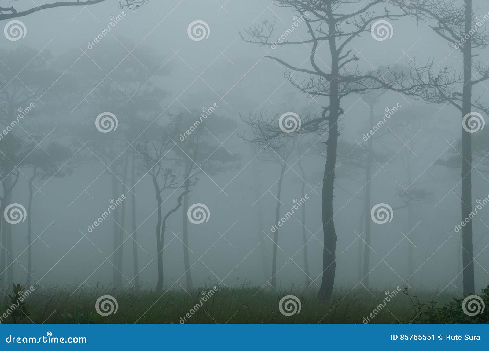 The Dark Pine Tree Forest stock image. Image of pine - 85765551