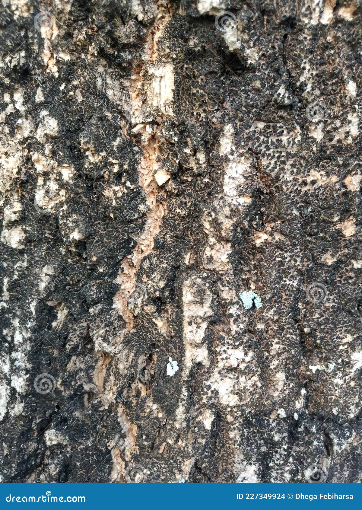 Dark Pine Wood Texture Background Stock Photo | CartoonDealer.com ...