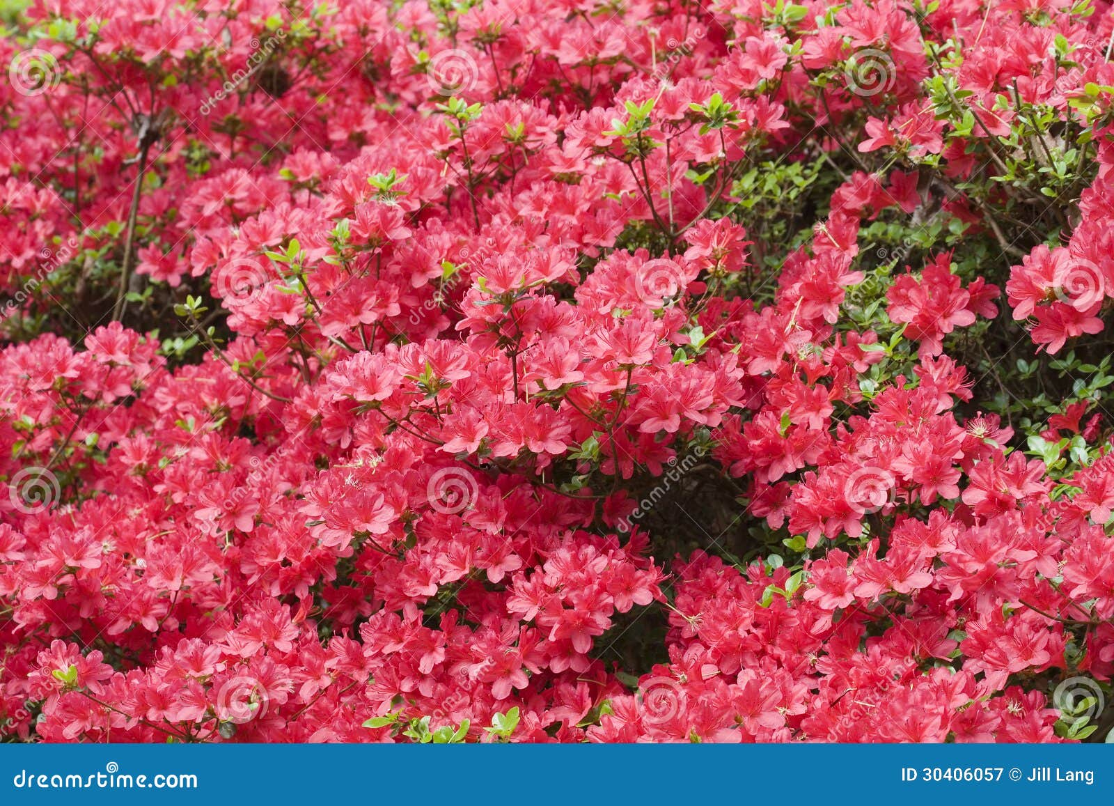 Dark Pink Azaleas stock image. Image of gardens, blooming - 30406057