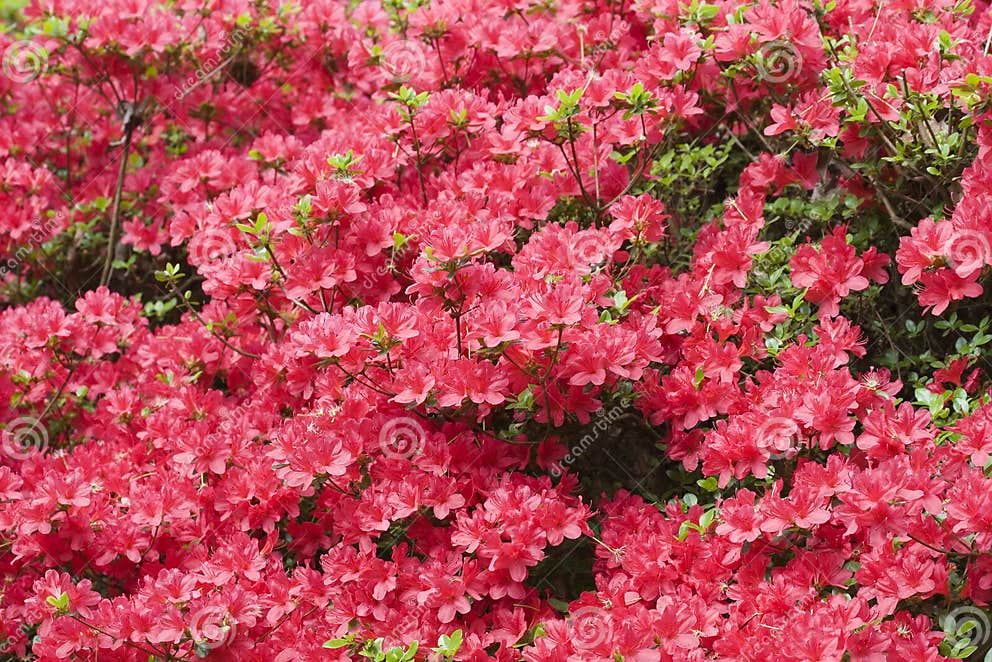 Dark Pink Azaleas stock image. Image of gardens, blooming - 30406057