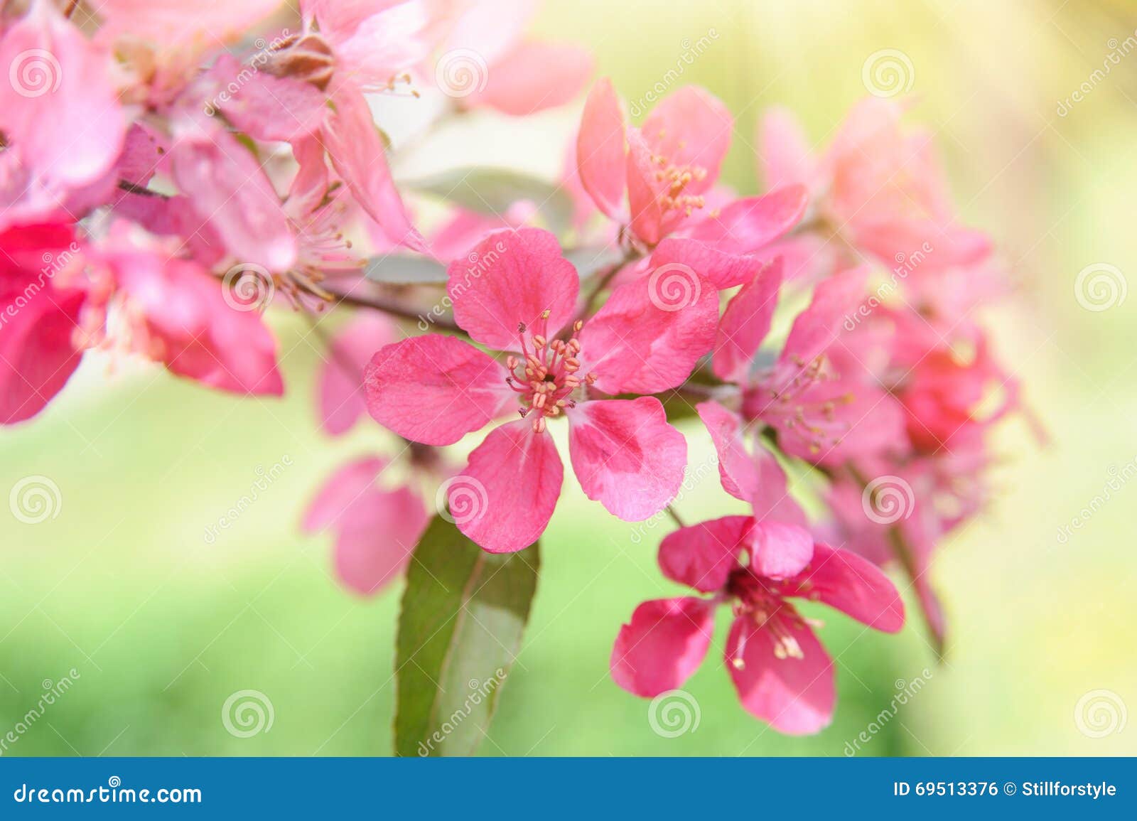 Dark Pink Blooming Flowers. Spring Background Stock Photo - Image of ...