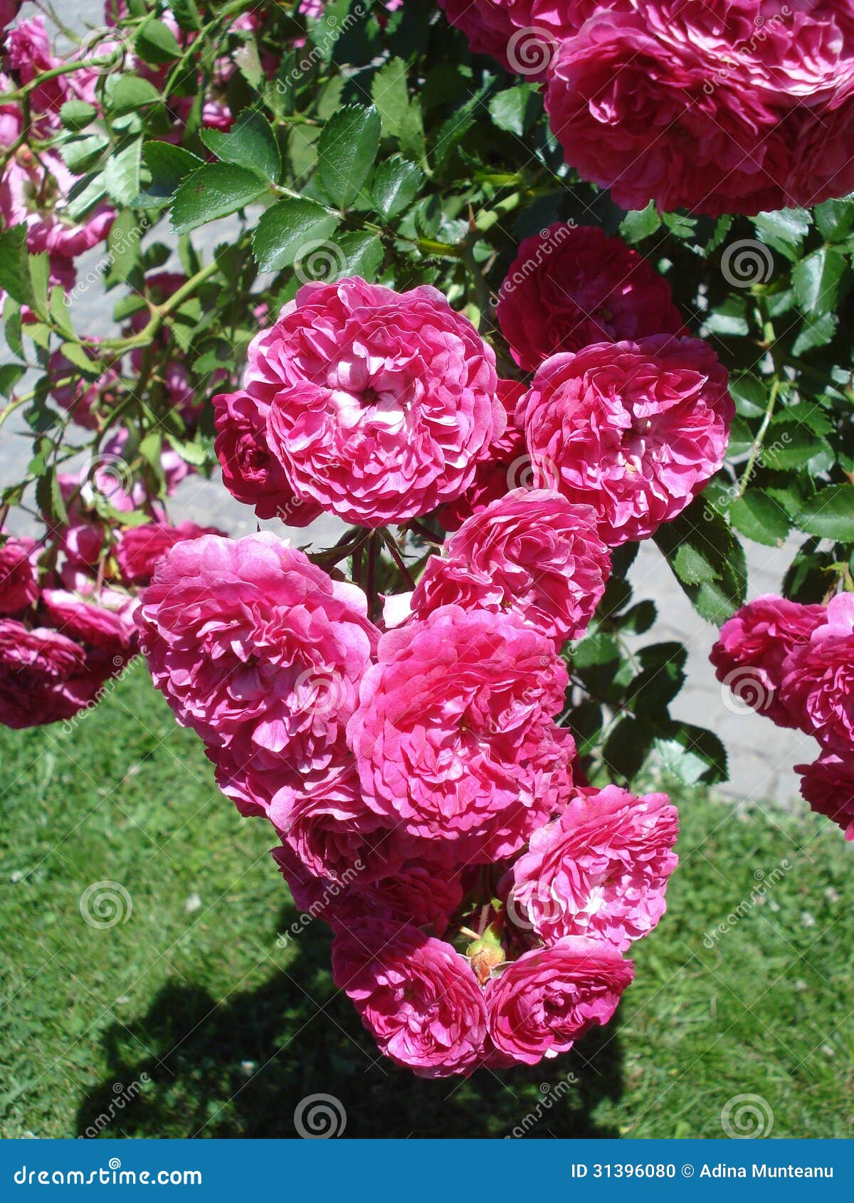 Dark pink cascading roses stock photo. Image of blooming - 31396080
