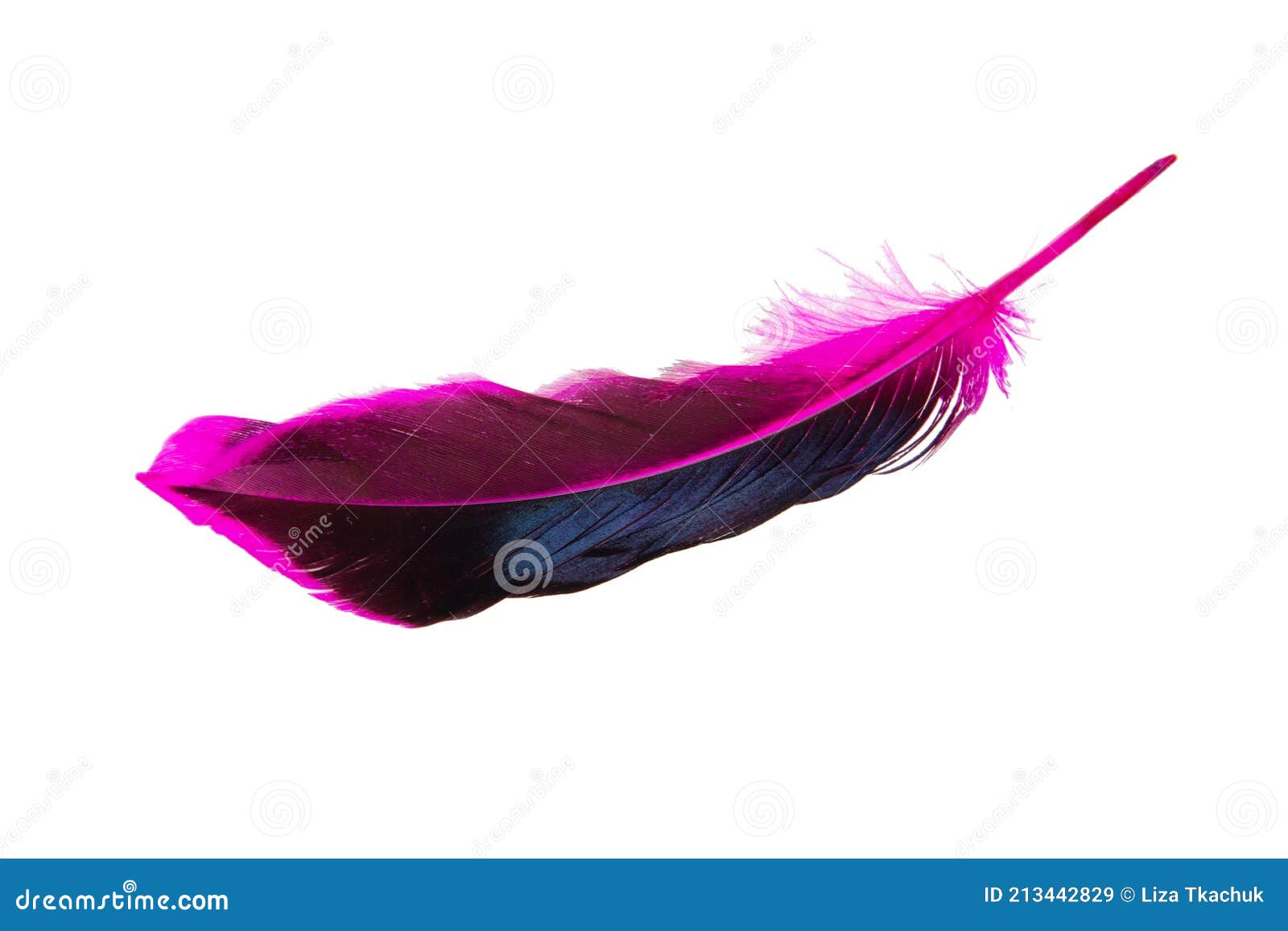 Dark Pink Feather Isolated on the White Background Stock Image - Image ...