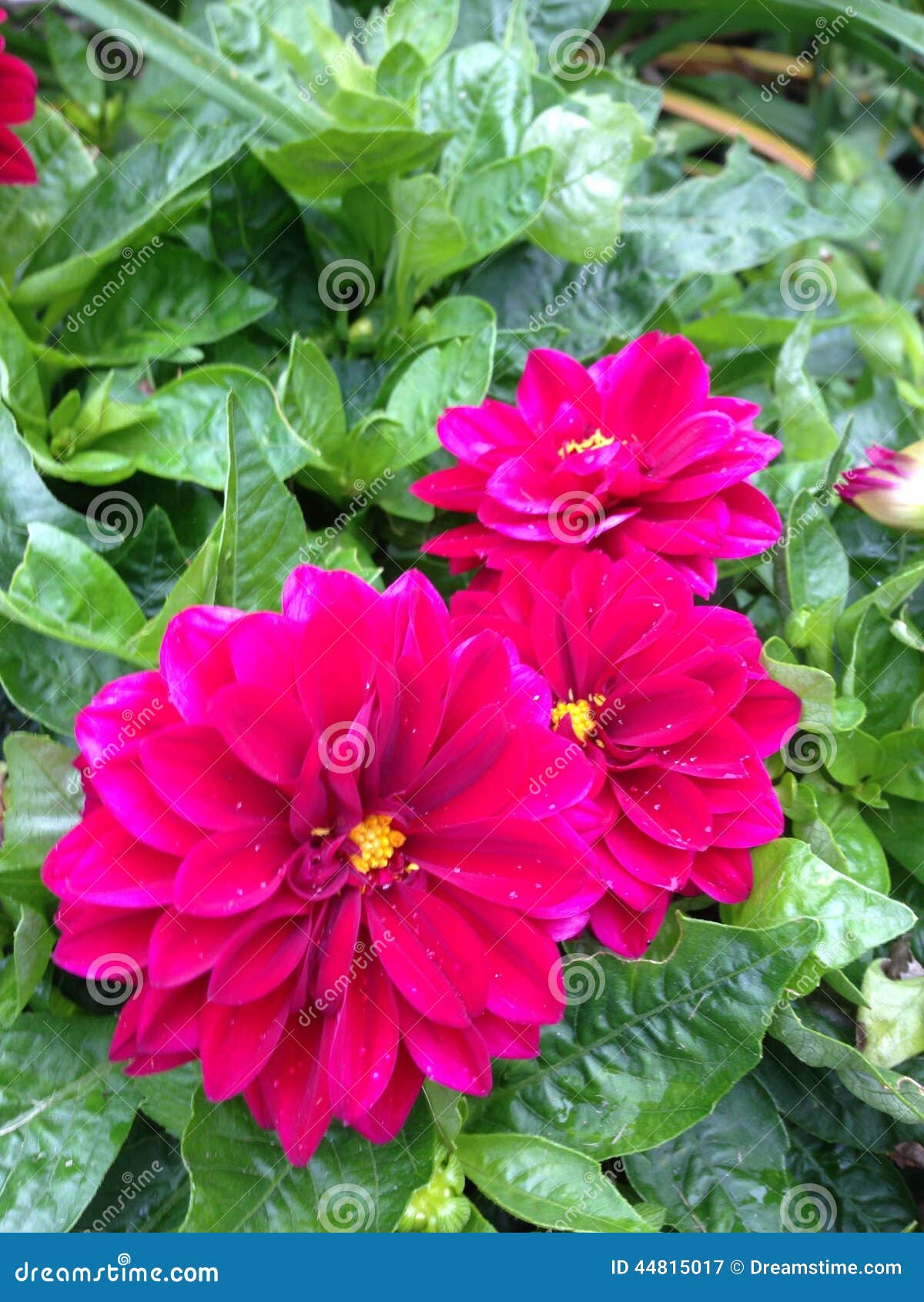 Dark pink flowers stock image. Image of dark, pink, raindrops - 44815017