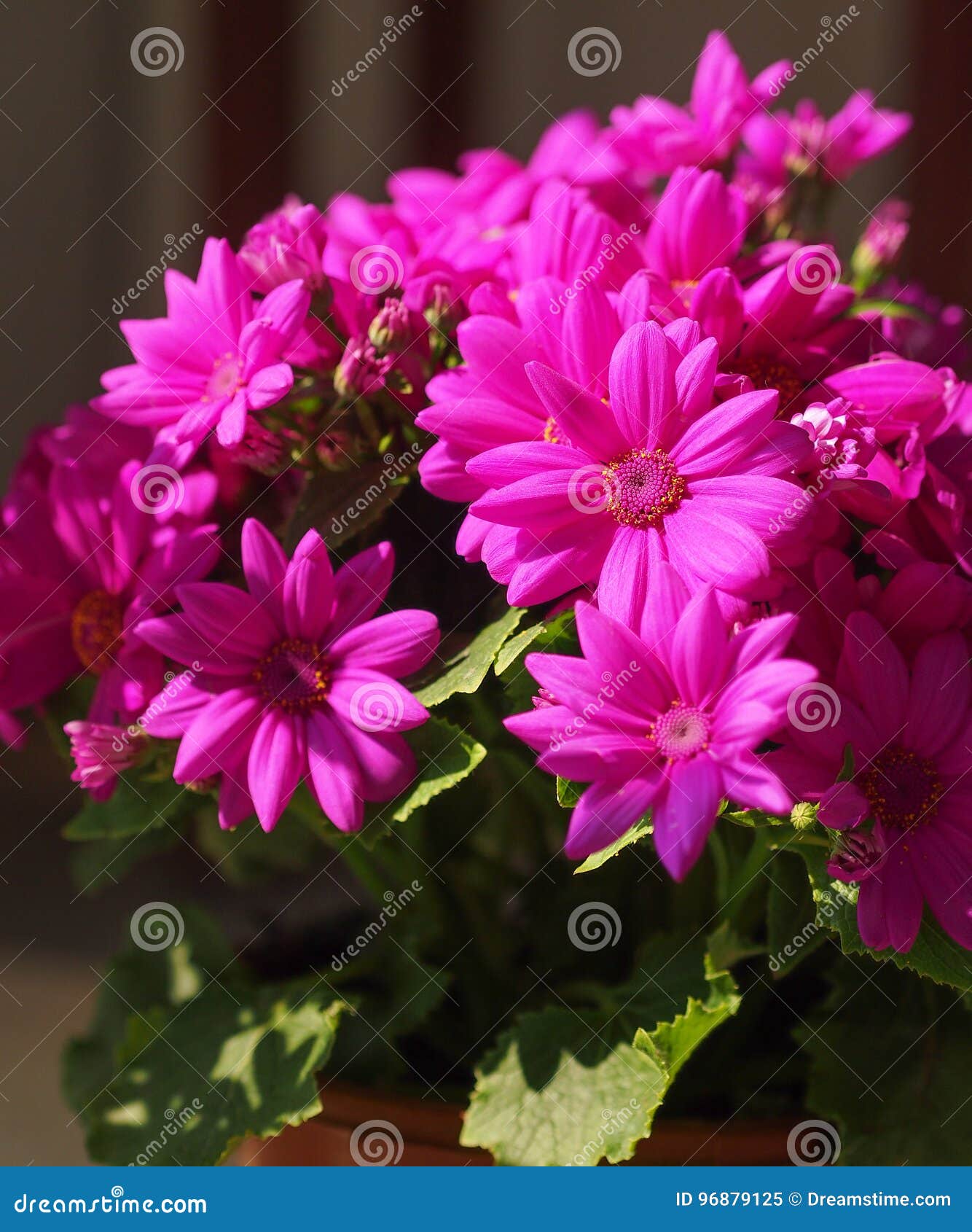 Dark pink flowers stock image. Image of macro, leaf, beauty - 96879125