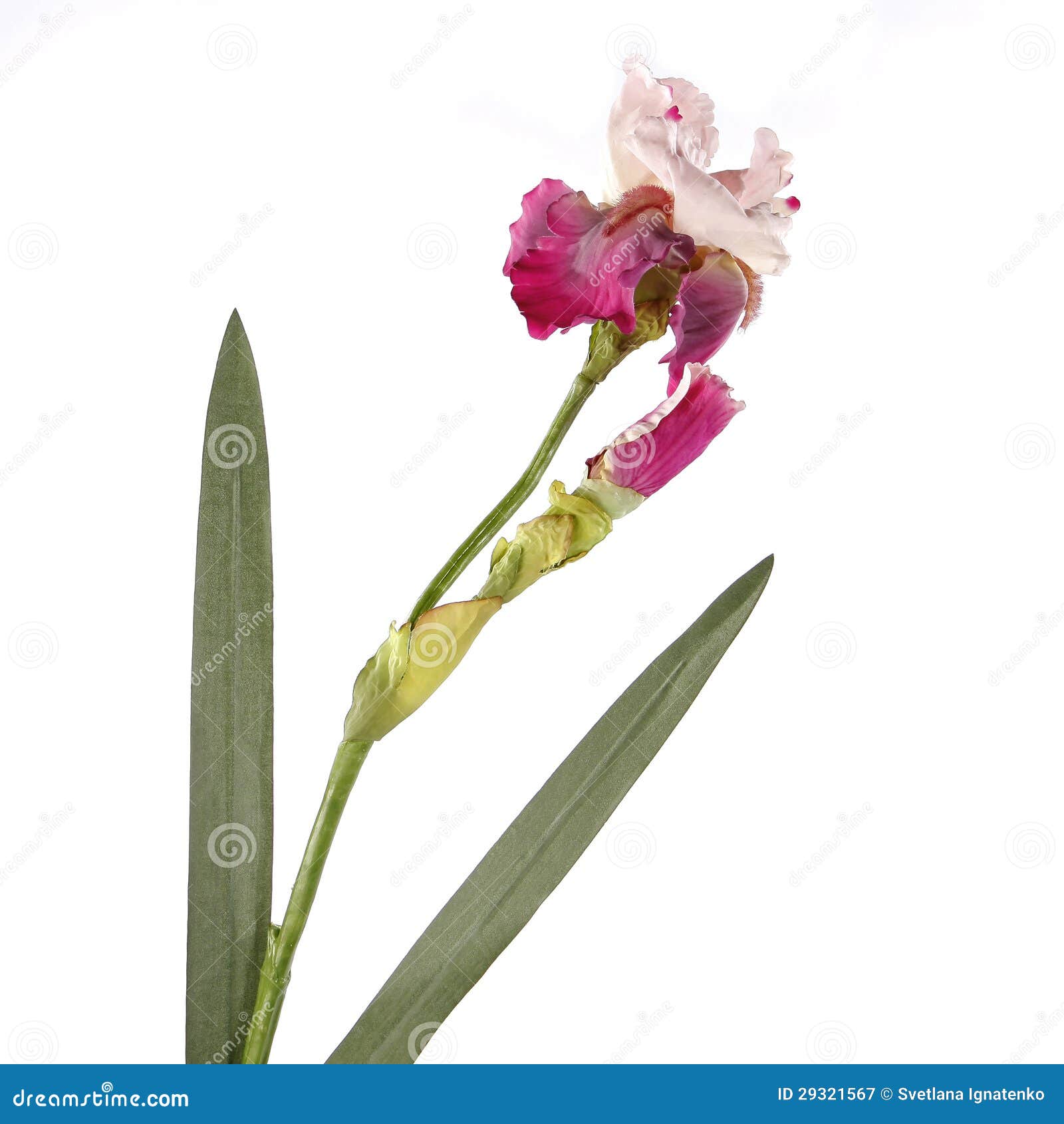 Pink Iris Royalty-Free Stock Photo | CartoonDealer.com #5401809