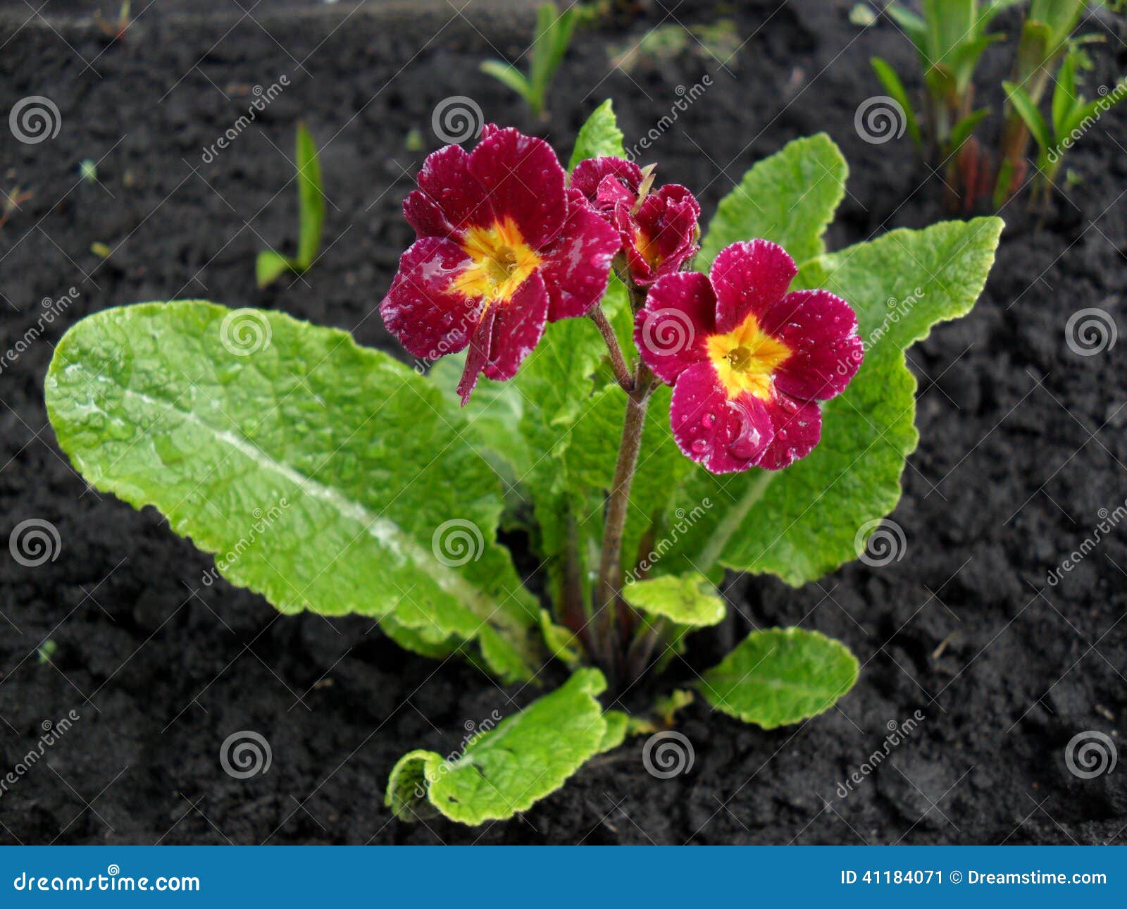 Dark Pink Primrose in Spring Time. Stock Image - Image of nature ...
