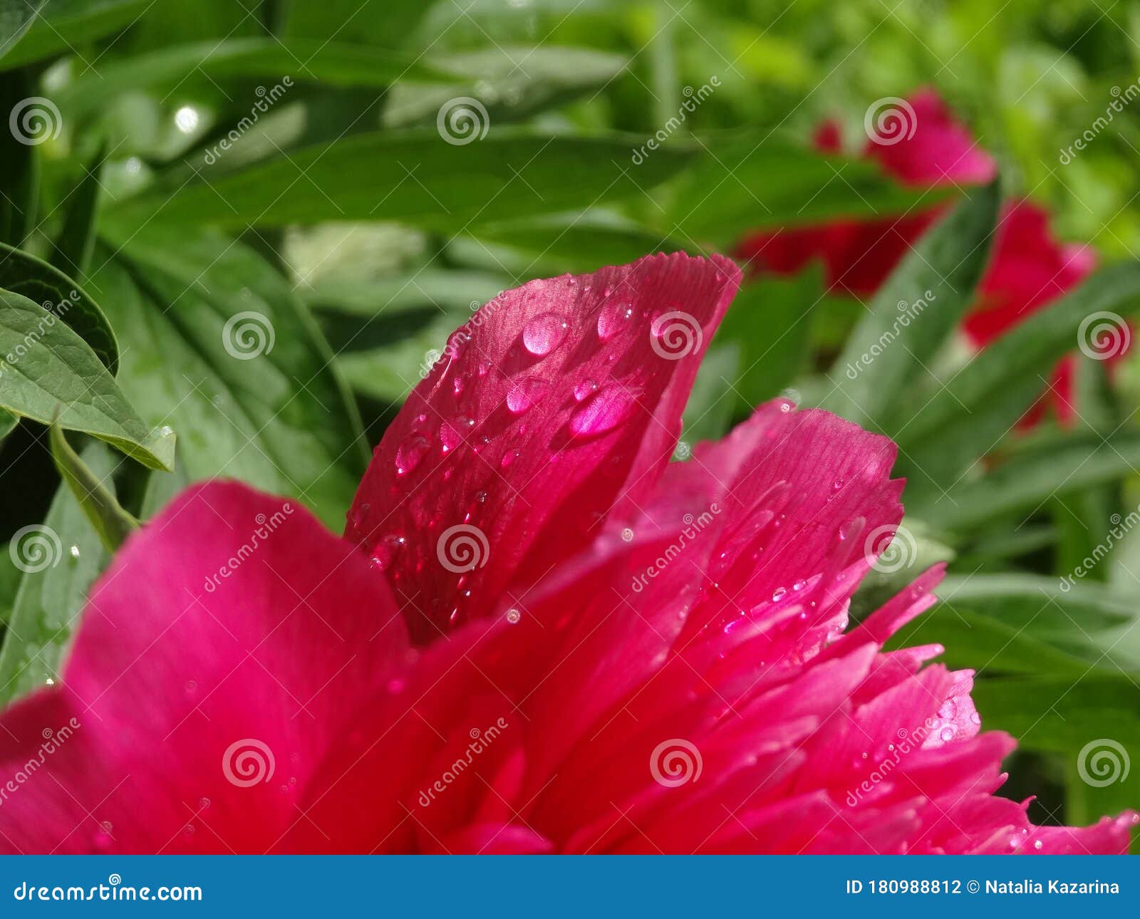 Dark Pink Red Peony with Raindrops on the Petals Stock Photo - Image of ...