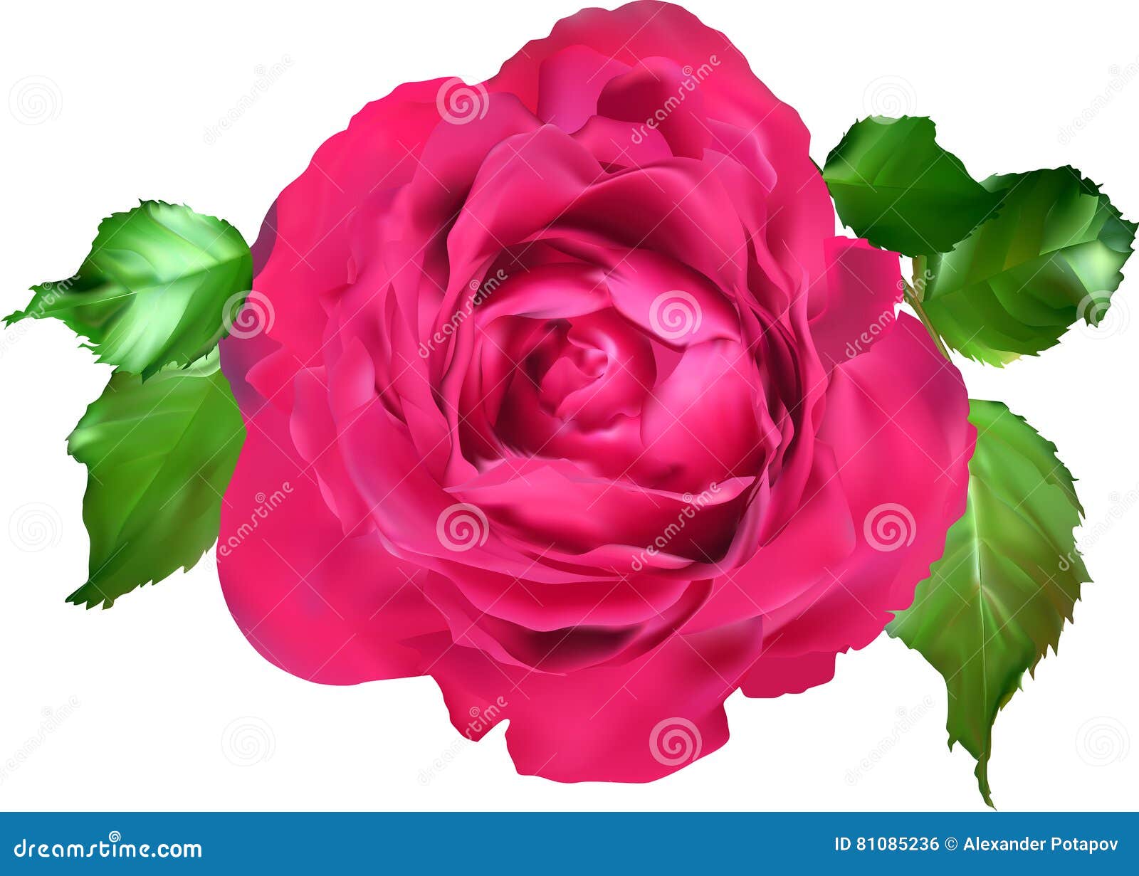 Dark Pink Rose Bloom and Five Leaves on White Stock Vector ...