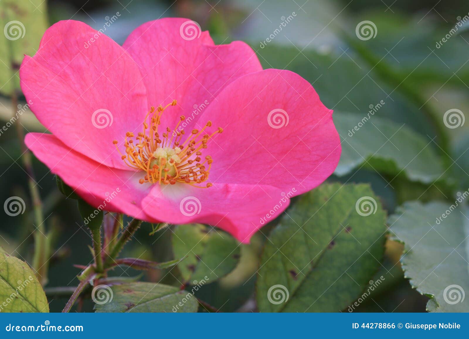 Dark pink rose stock photo. Image of holiday, greeting - 44278866
