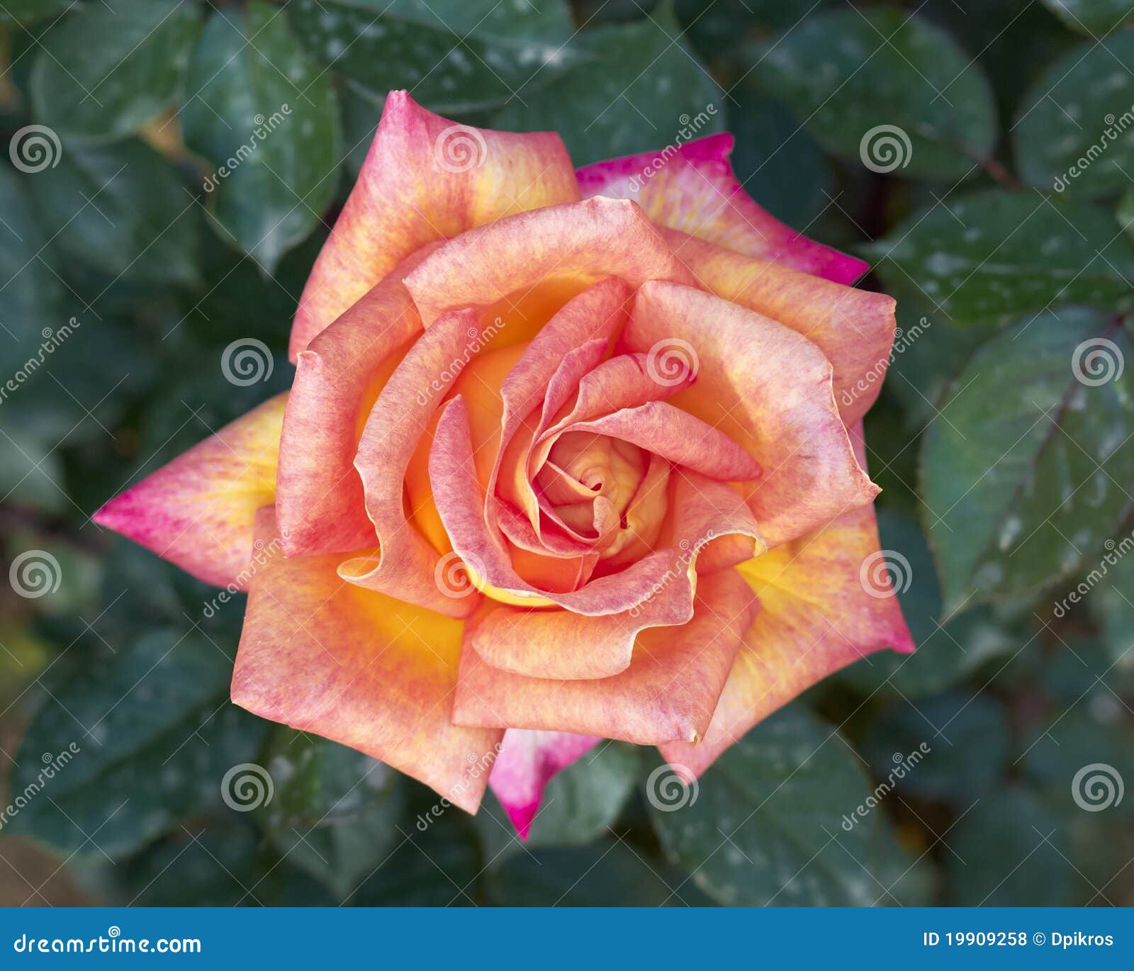 Dark Pink Rose Flower Closeup Stock Photo - Image of nature, pink: 19909258