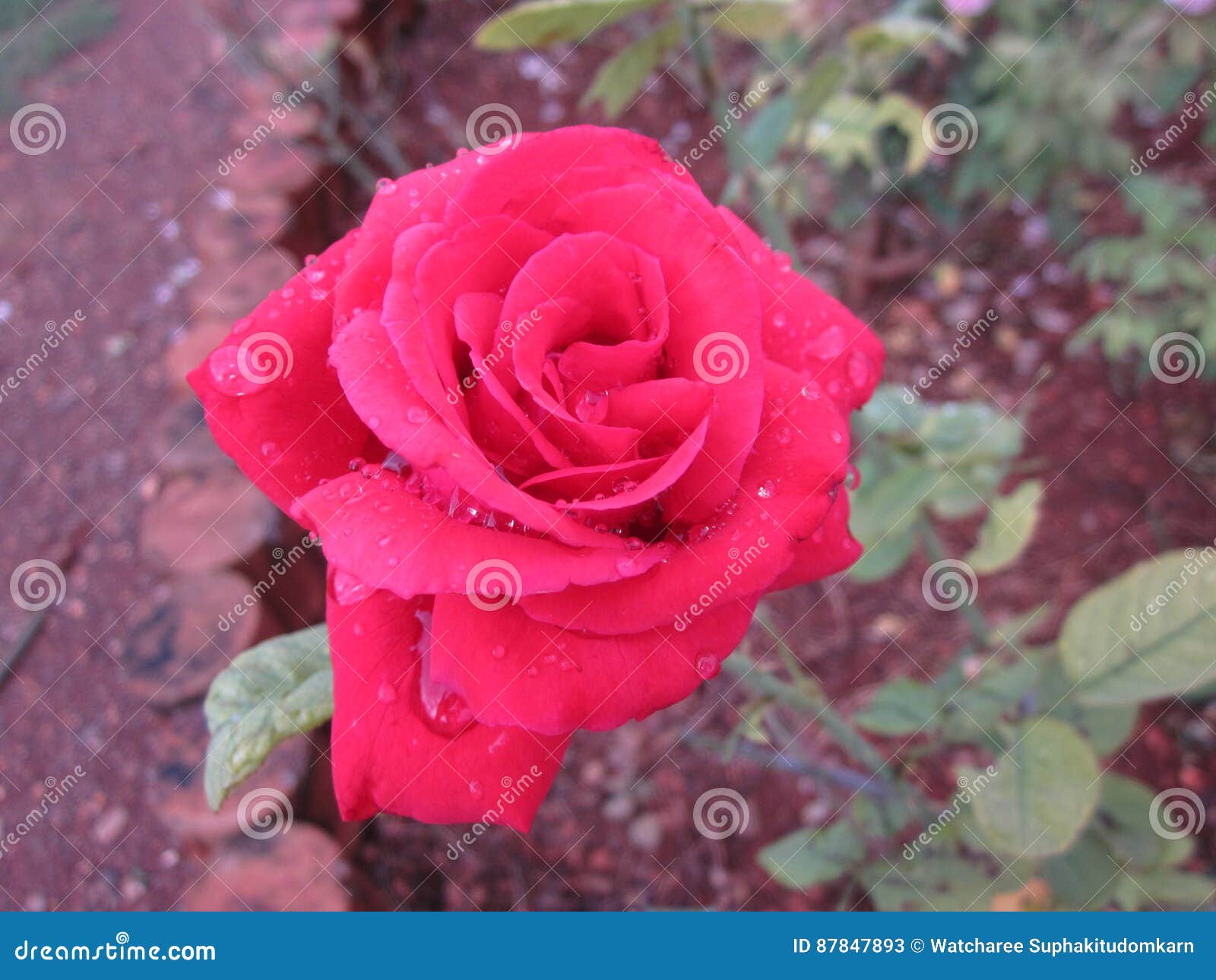 Dark pink rose. stock image. Image of beauty, blur, backdrop - 87847893