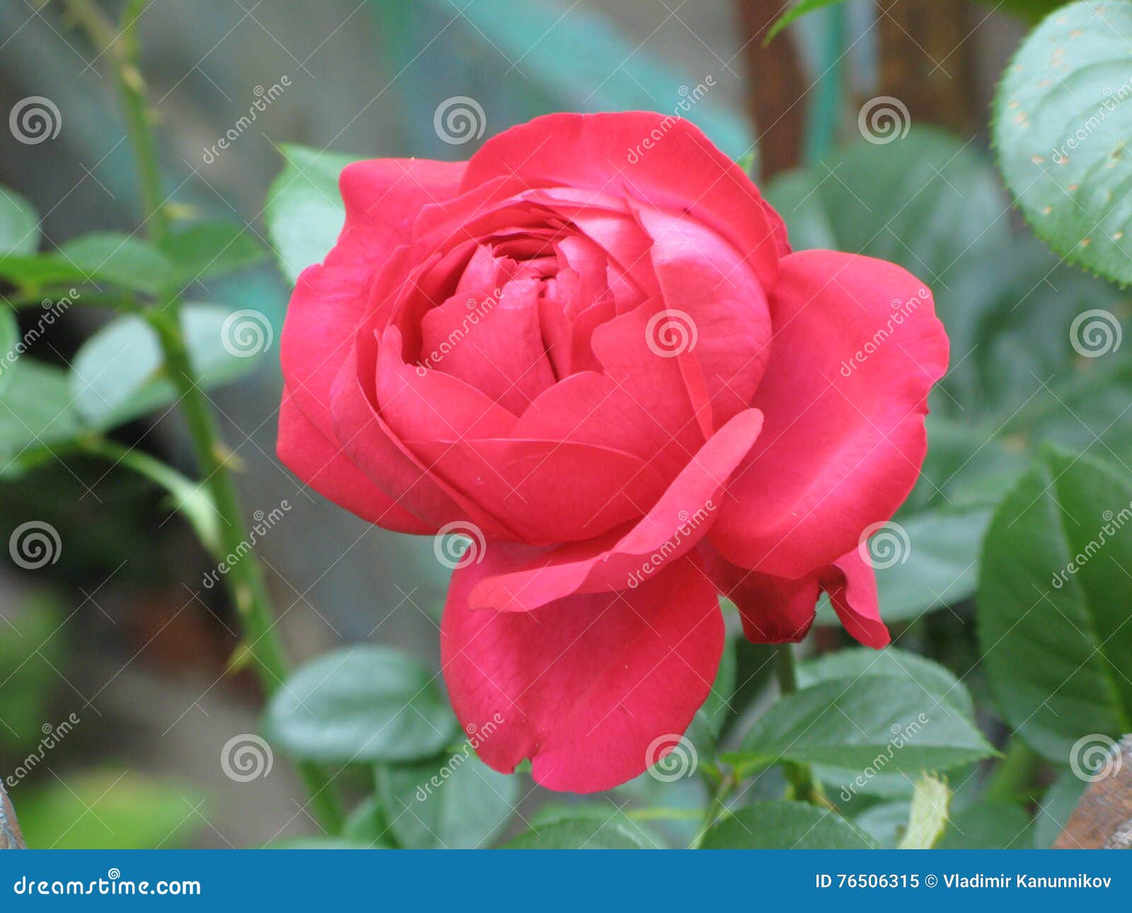 Dark pink rose stock image. Image of bouquet, bright - 76506315