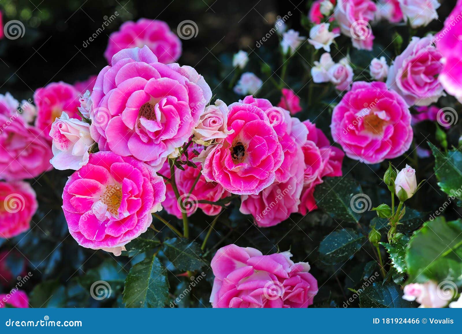 Dark Pink Roses Bloom in a Botanical Garden Stock Photo - Image of ...
