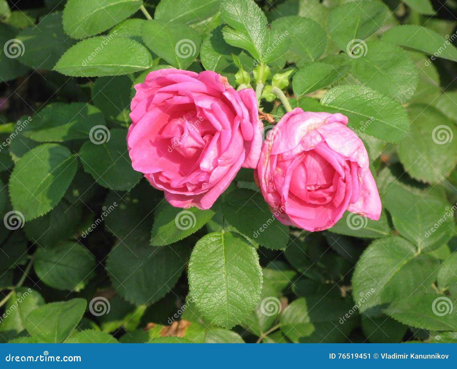 Dark pink roses stock image. Image of decoration, roses - 76519451
