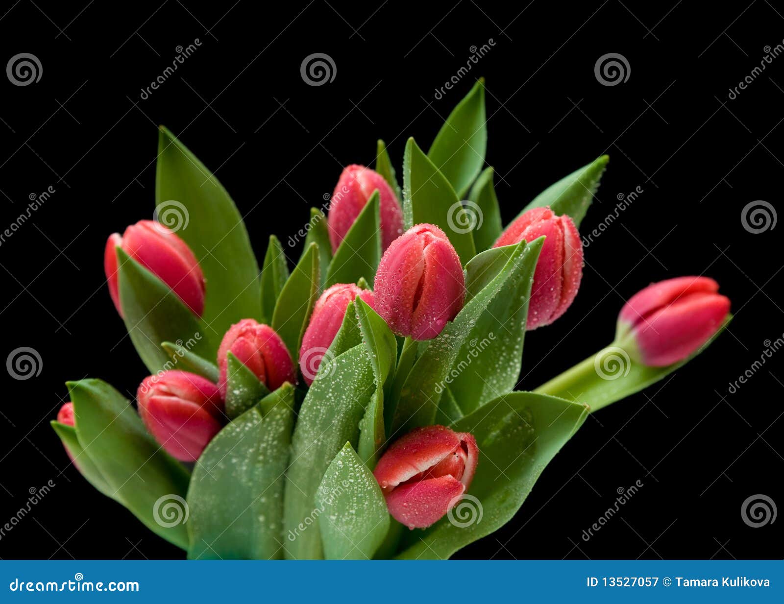 Dark pink wet tulips stock image. Image of bunch, nature - 13527057
