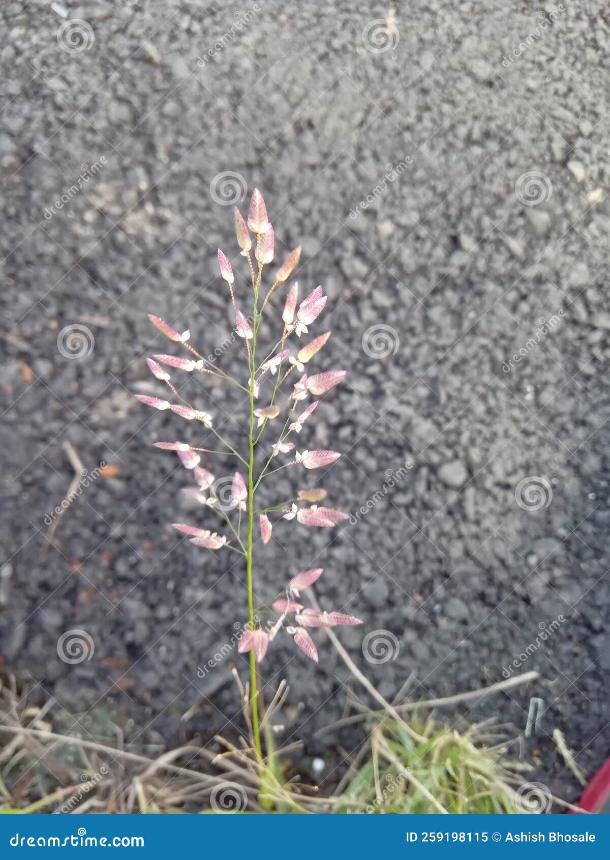 Dark Pink Wild Grass Flower in India Stock Image - Image of india ...