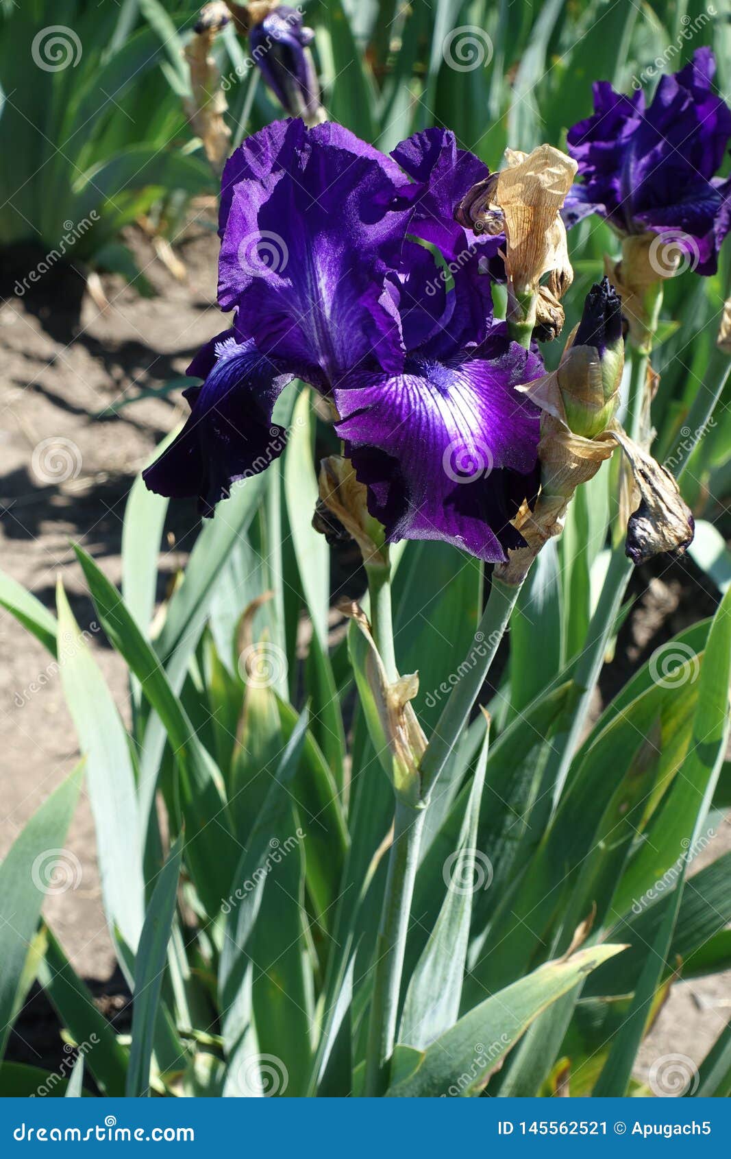 Dark Purple Flower of Iris Germanica Stock Image - Image of outdoors ...