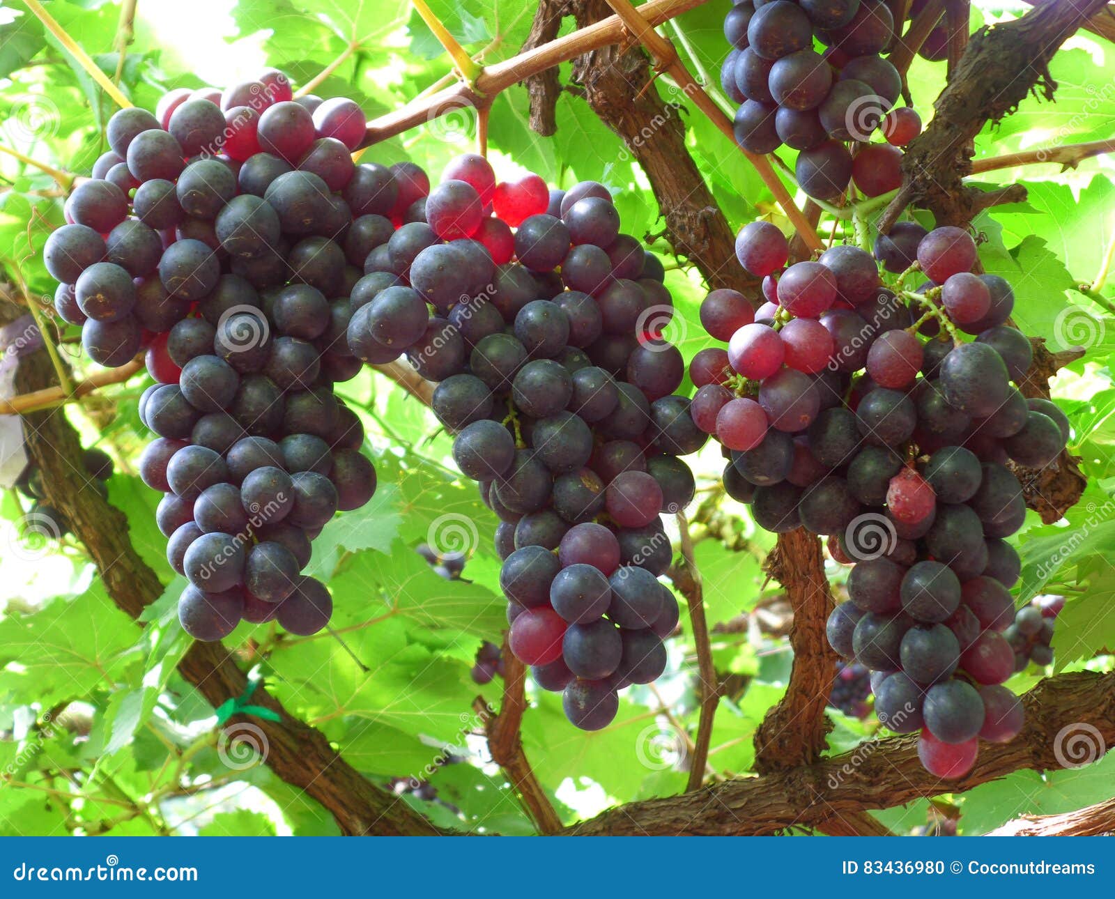 Dark Purple Grapes Ripen on the Tree Stock Photo - Image of daytime ...