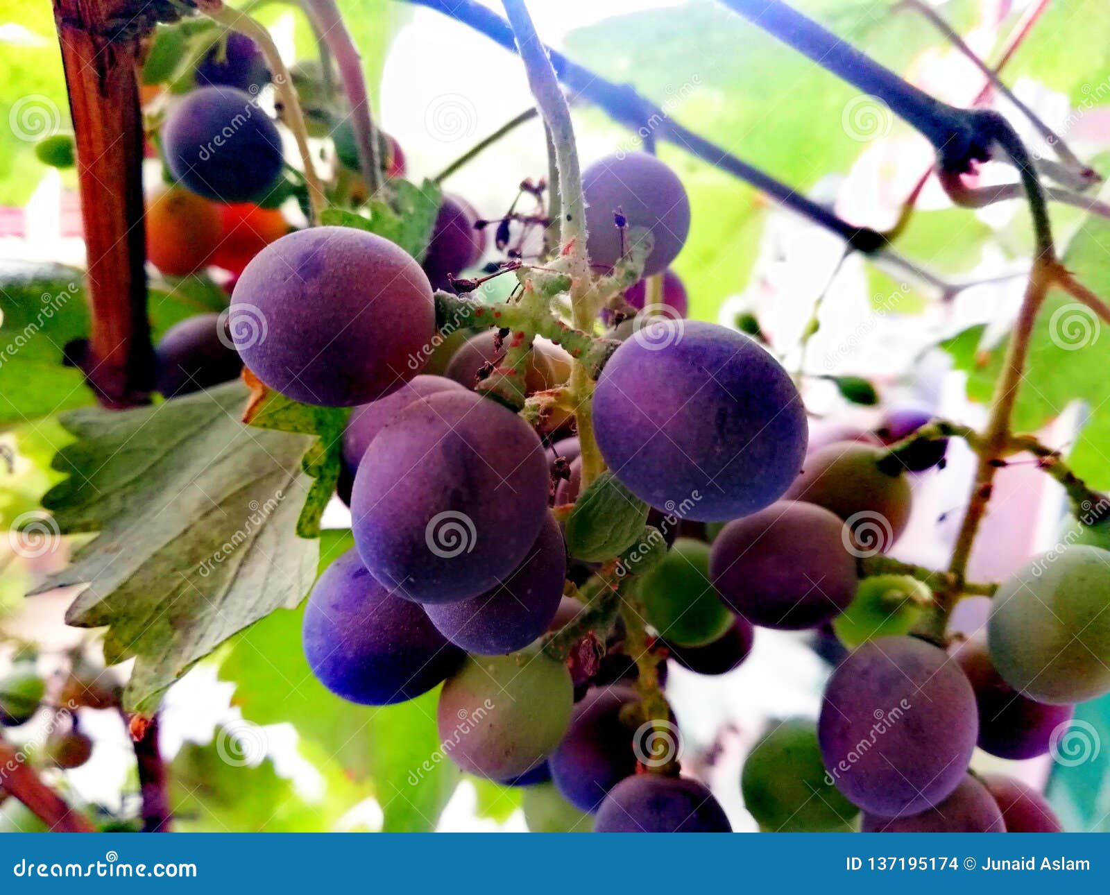 Dark purple Grapes stock photo. Image of dark, purple - 137195174