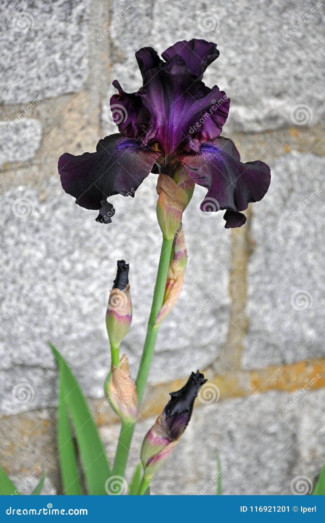 Dark purple iris flower stock image. Image of spring - 116921201