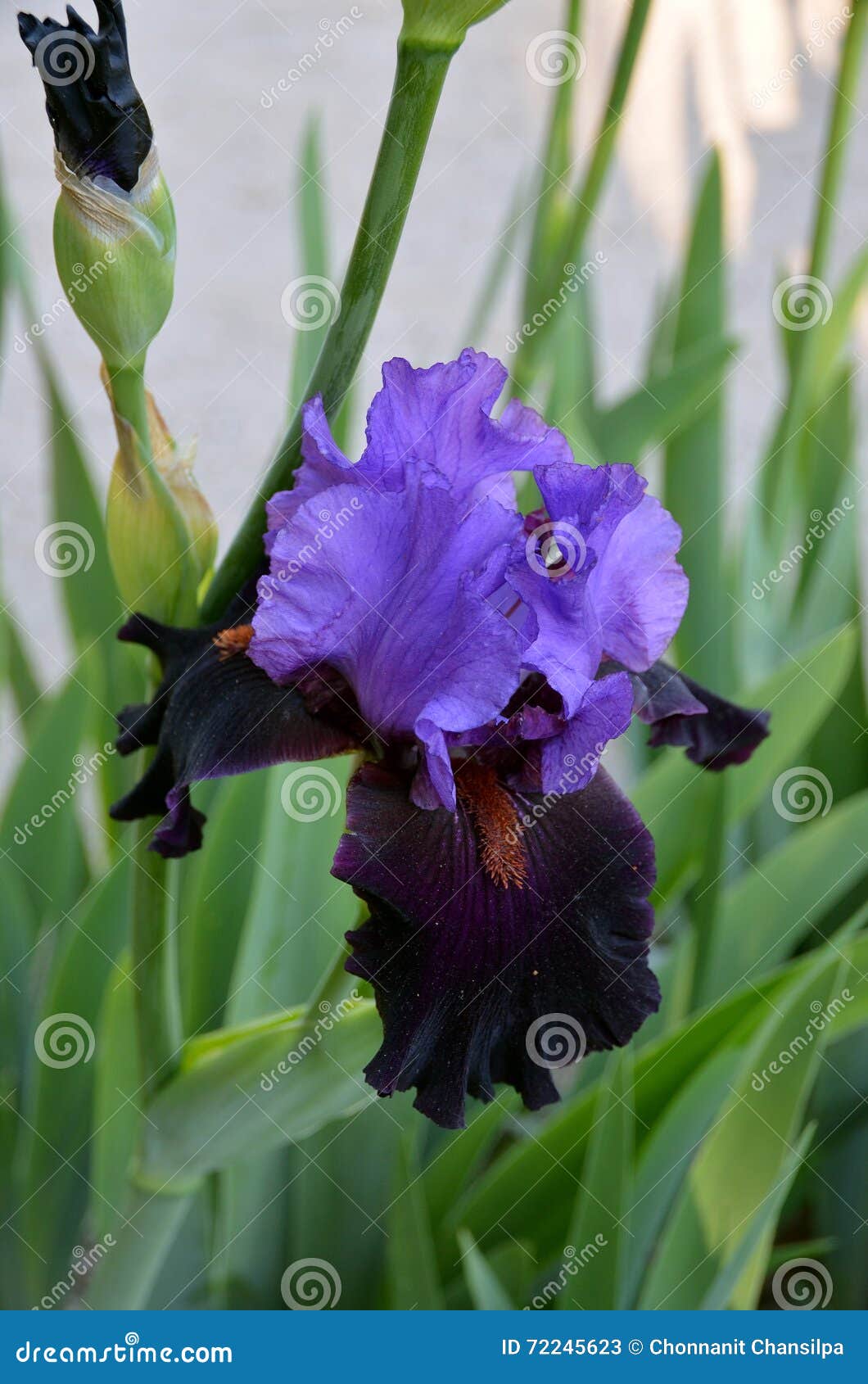 Dark purple iris flower stock image. Image of close, park - 72245623