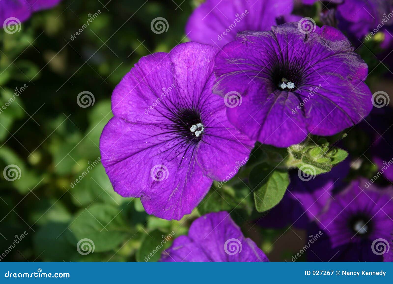 Dark Purple Petunias stock image. Image of garden, summer - 927267