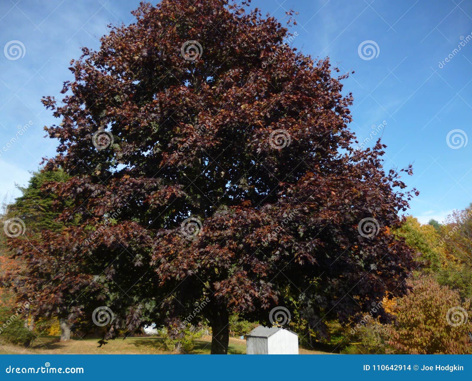 Purple Marijuana Medical Bush Cannabis Plant Stock Photography ...
