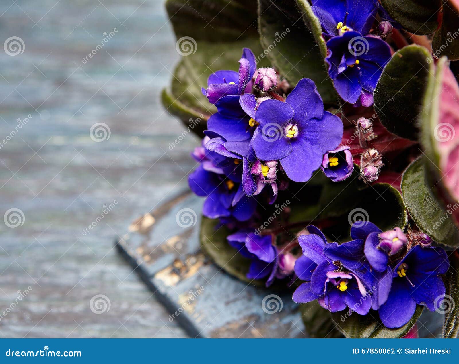Dark purple violets flower stock photo. Image of natural - 67850862