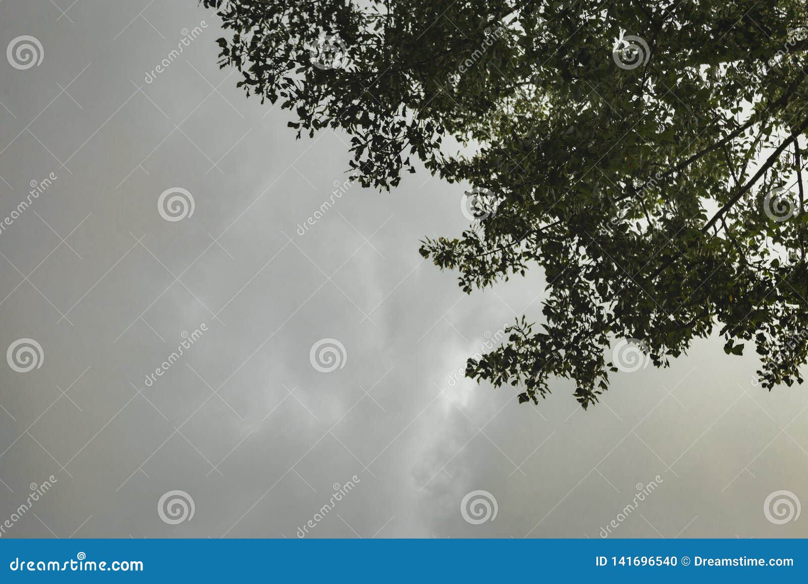 Dark Rain Clouds Forming Above Trees Stock Photo - Image of park, gray ...