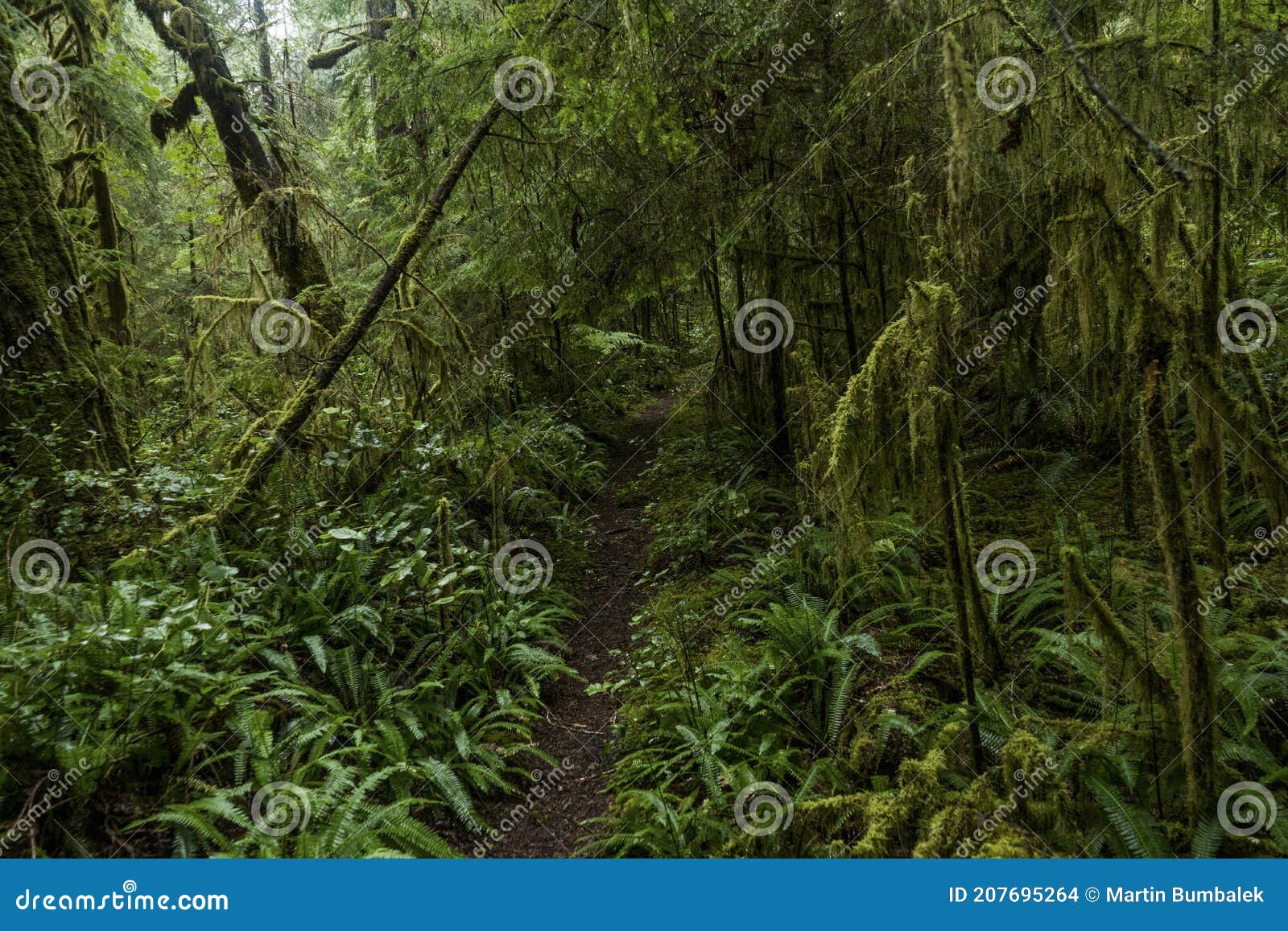 Dark Rainy Forest with Path Stock Photo - Image of nature, hill: 207695264