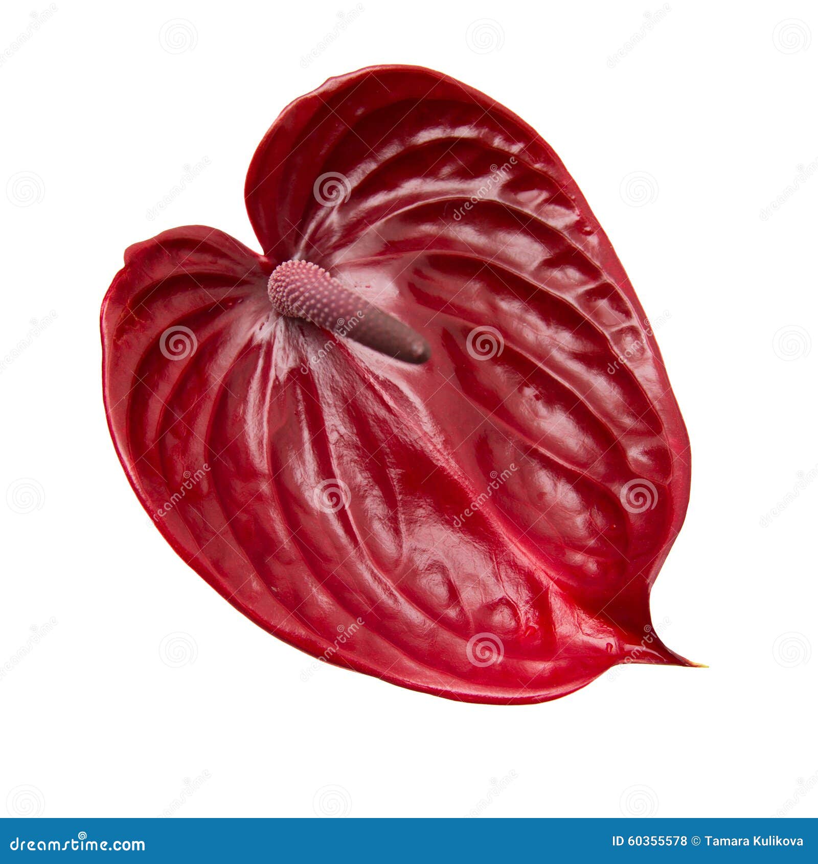 Dark red anthurium stock photo. Image of largest, arum - 60355578