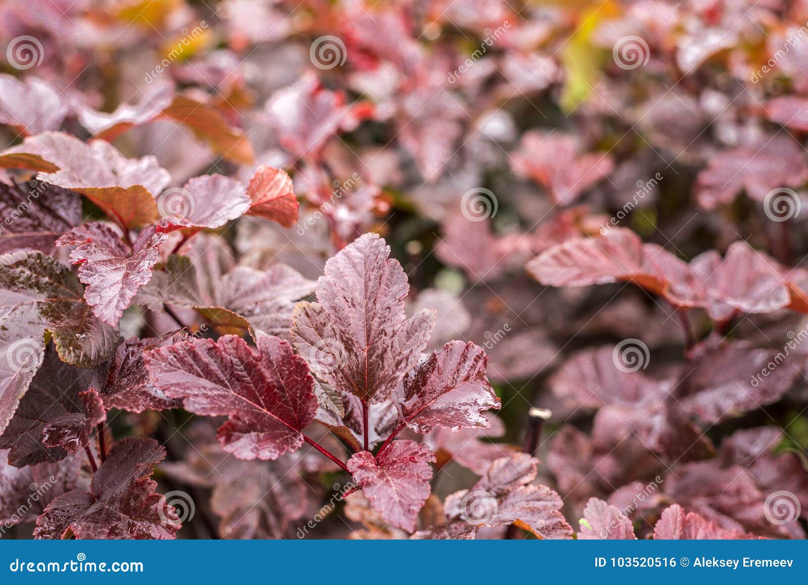 Dark Red Autumn Leaves on the Whole Frame Stock Photo - Image of golden ...