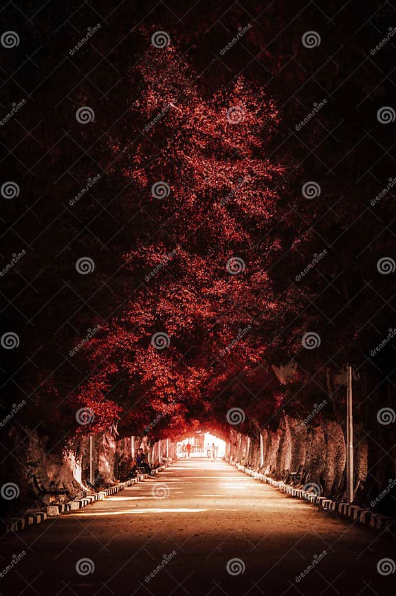 Dark Red Autumn Tree Path stock image. Image of landscape - 36241889