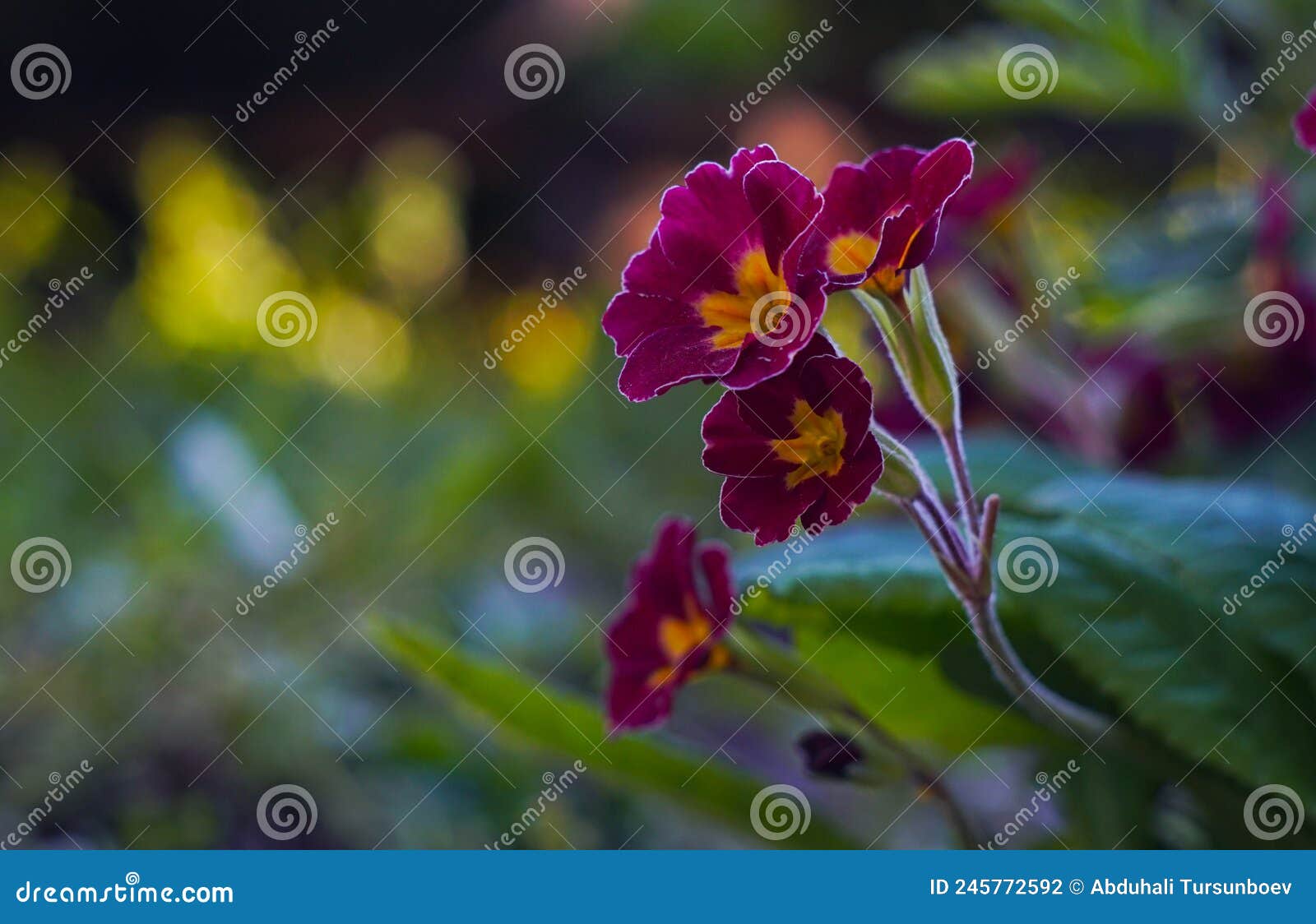 Dark red bell flowers stock photo. Image of macro, blossom - 245772592