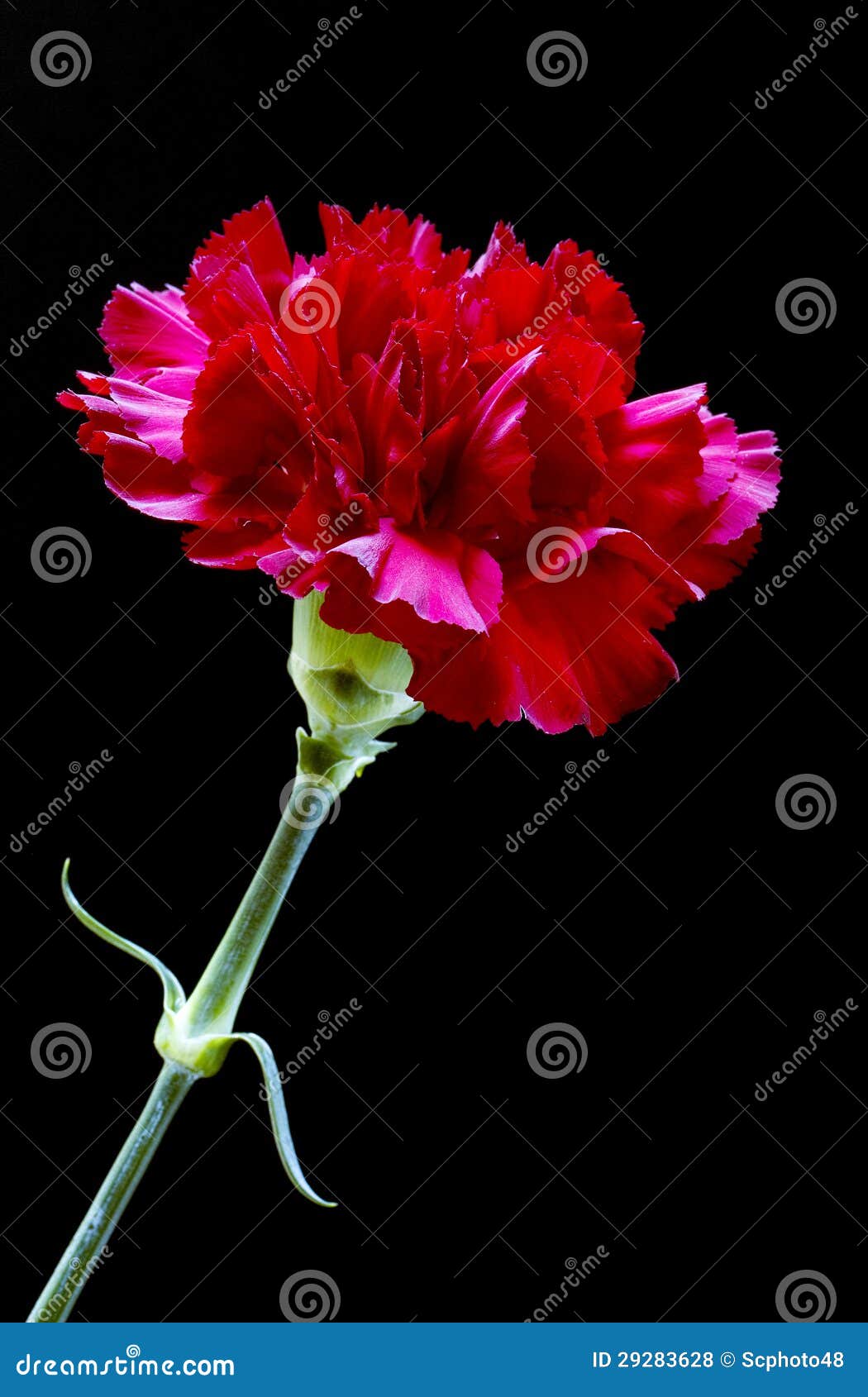 Dark red carnation flower stock photo. Image of freshness - 29283628