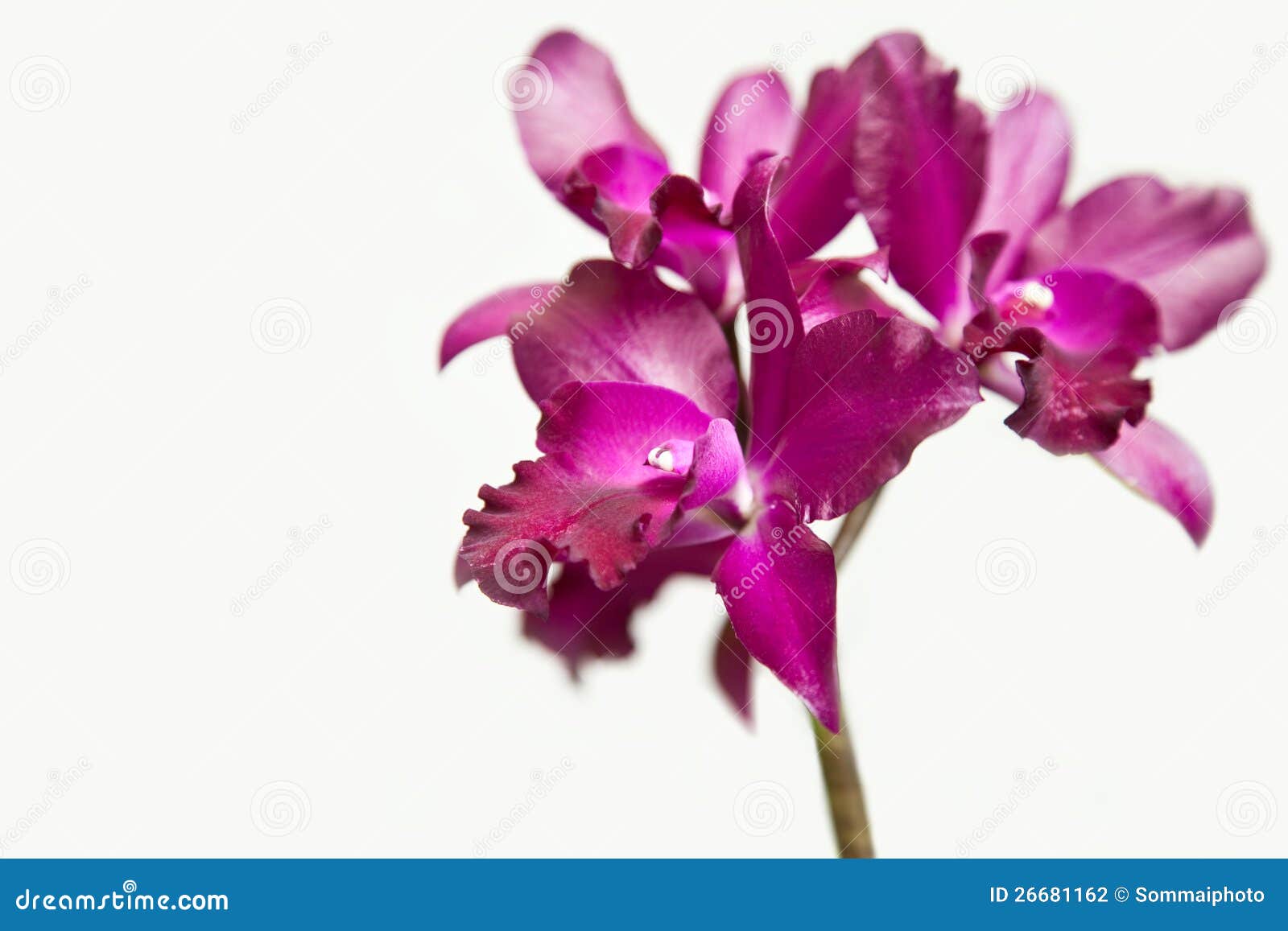 Dark red cattleya stock photo. Image of beautiful, blossom - 26681162