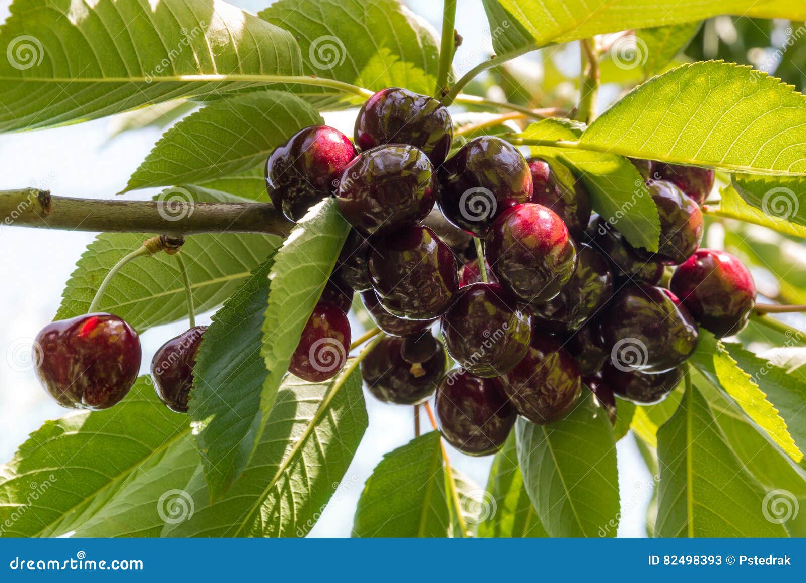 Dark Red Cherries on Cherry Tree Stock Image - Image of diet, fruit ...
