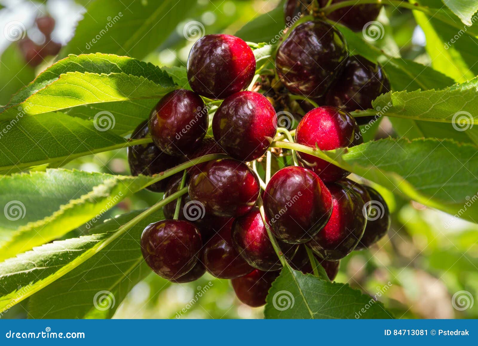 Dark Red Cherries on Cherry Tree Stock Image - Image of cherry, harvest ...